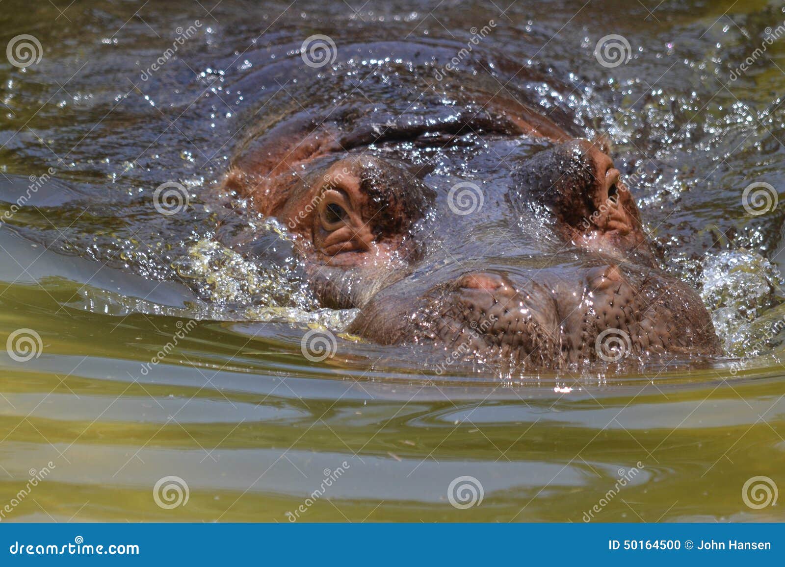 Hippo snort stock photo. Image of mammal, nose, eyes - 50164500