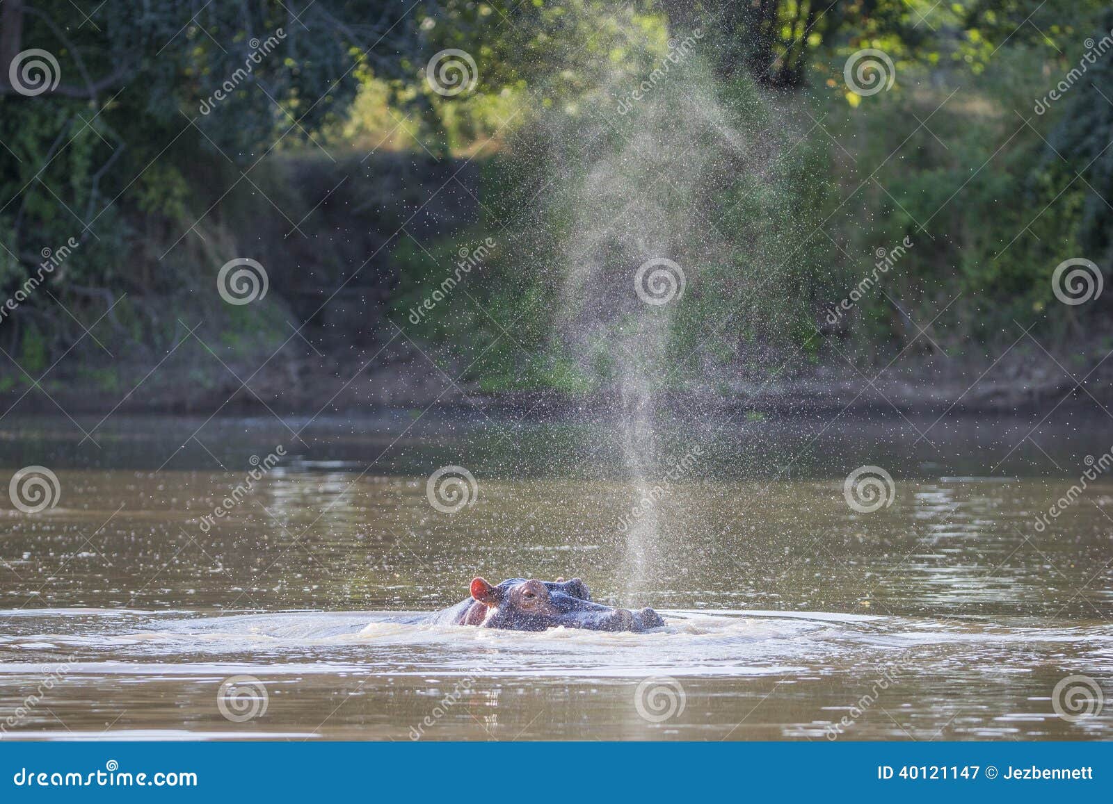 Hippo snort stock image. Image of reserve, animal, snorting - 40121147