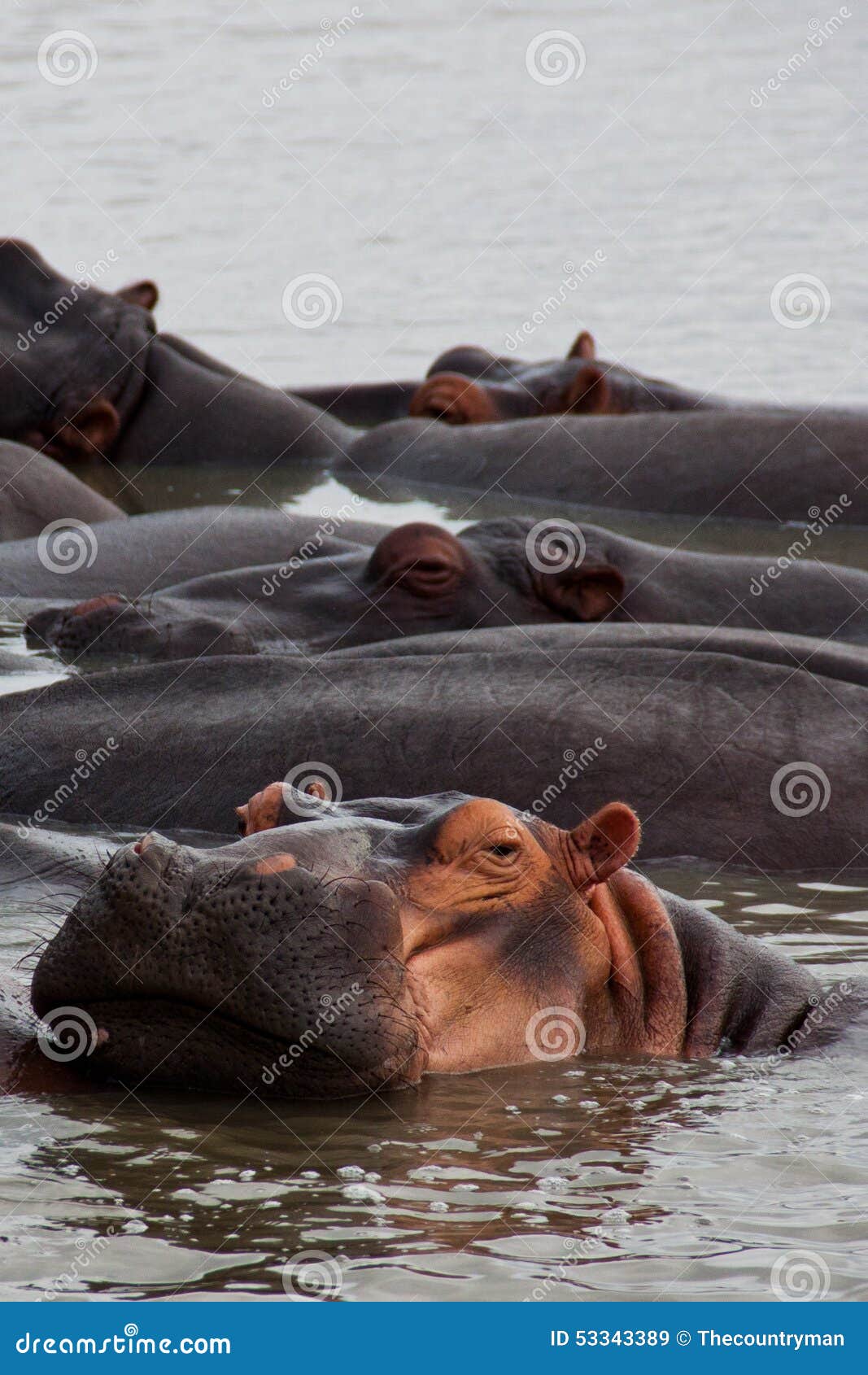 Hippo stock image. Image of herbivore, fauna, kruger - 53343389