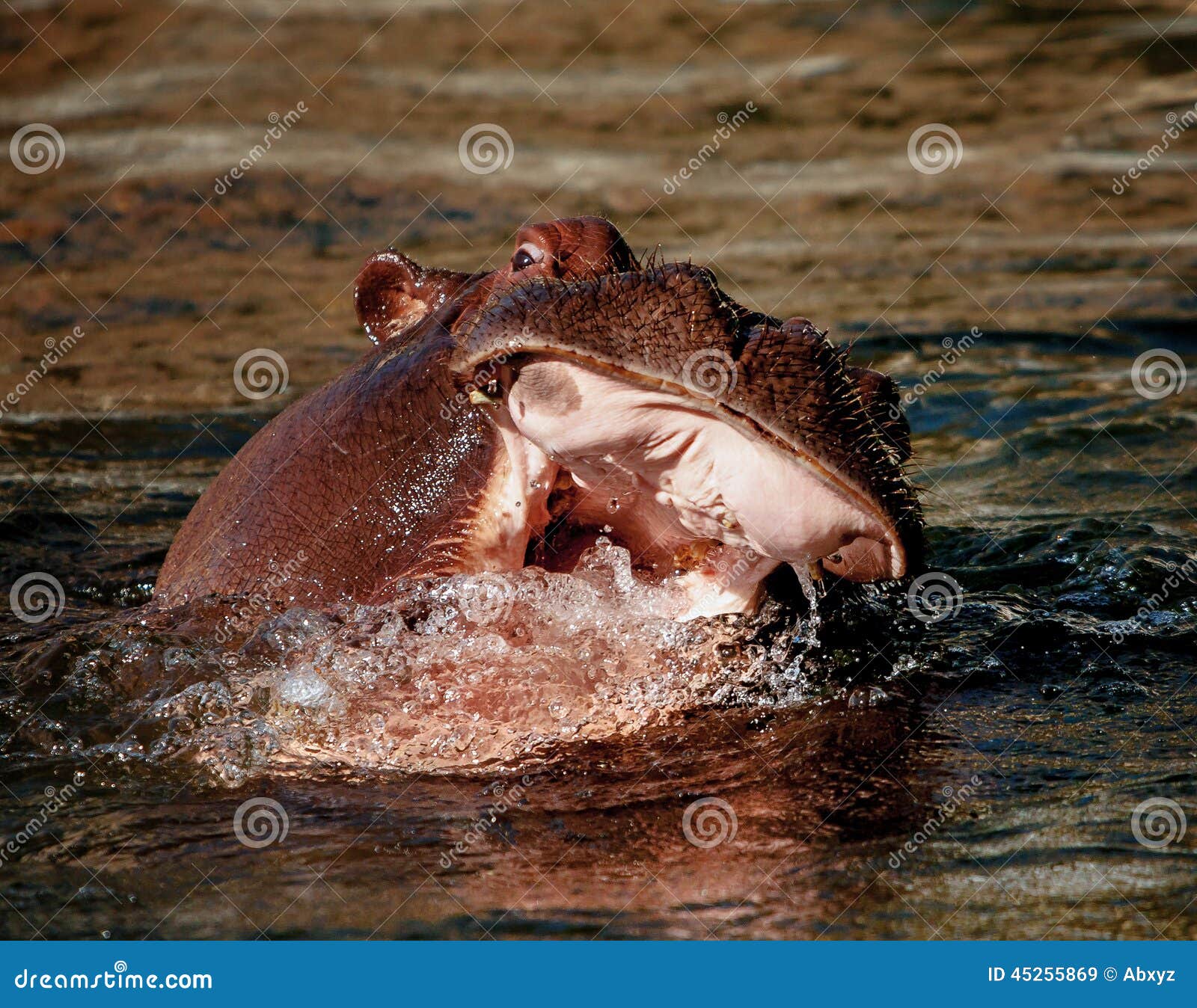 Scary Hippo Stock Photos - Free & Royalty-Free Stock Photos from Dreamstime