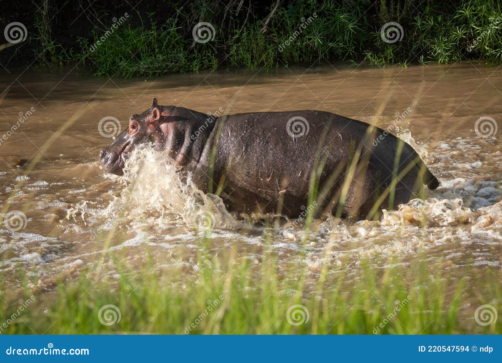 Hippo Splashes through Muddy River Watching Camera Stock Photo - Image ...
