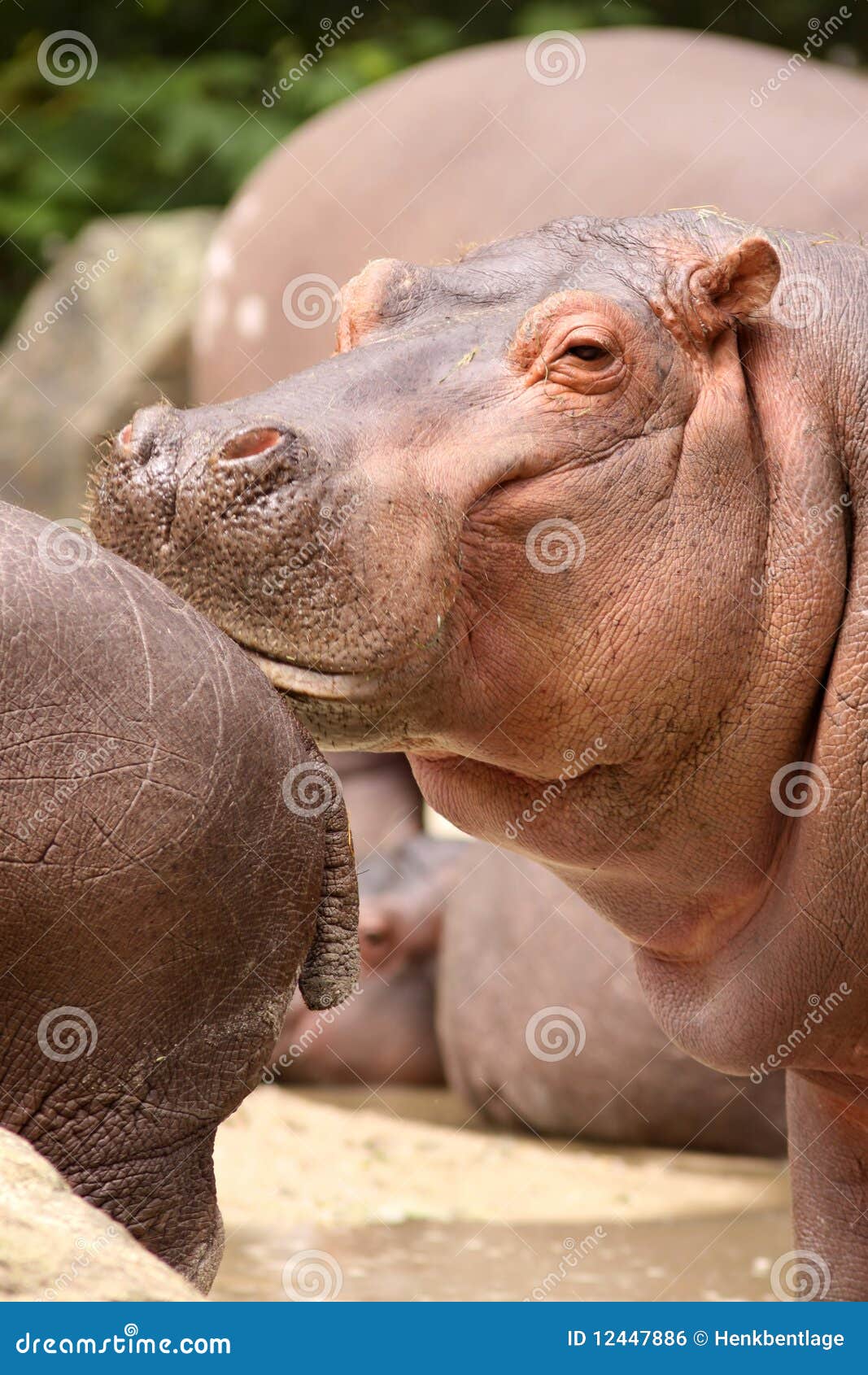 Hippo Standing Behind Other Hippo Stock Photo - Image of wildlife ...