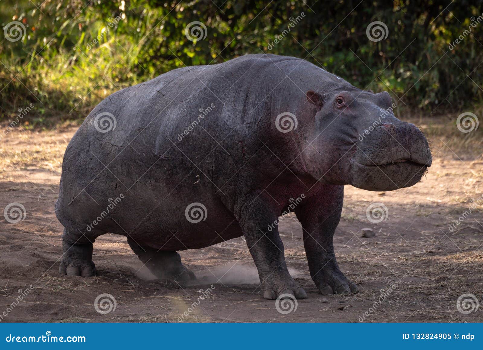 Hippo Standing in Dirt Looking at Camera Stock Image - Image of mammals ...