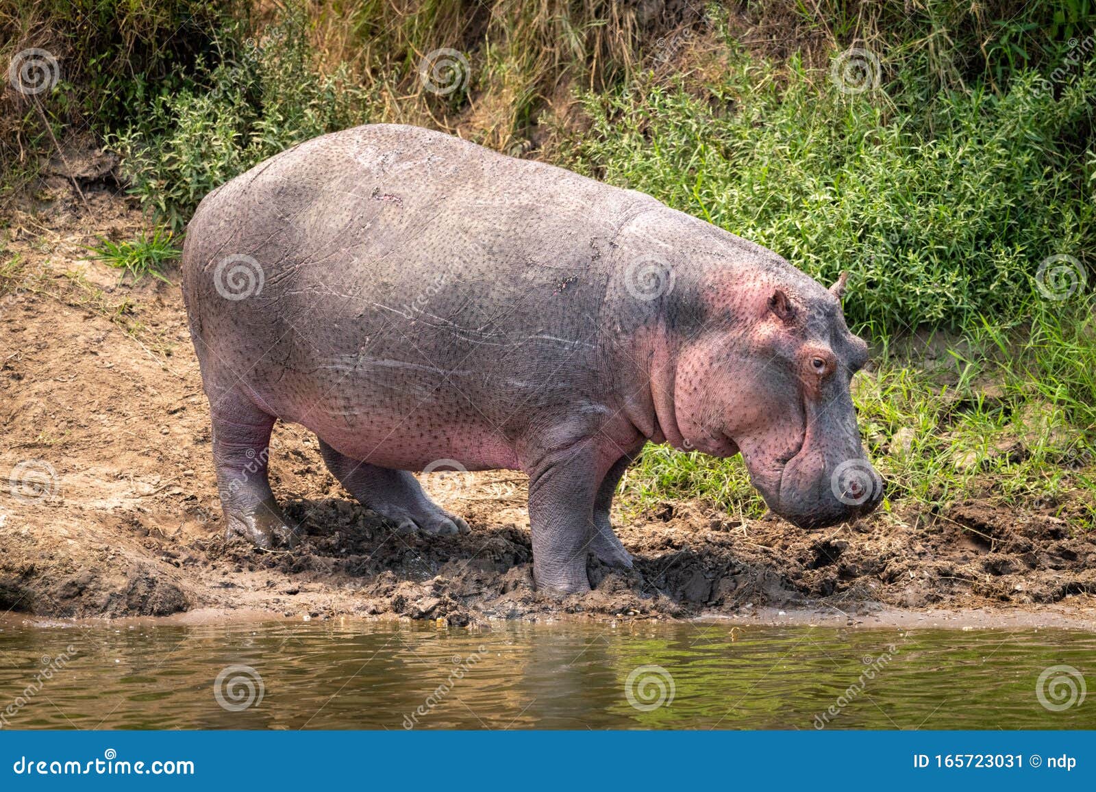 Hippo Stands Eyeing Camera on River Bank Stock Image - Image of ...