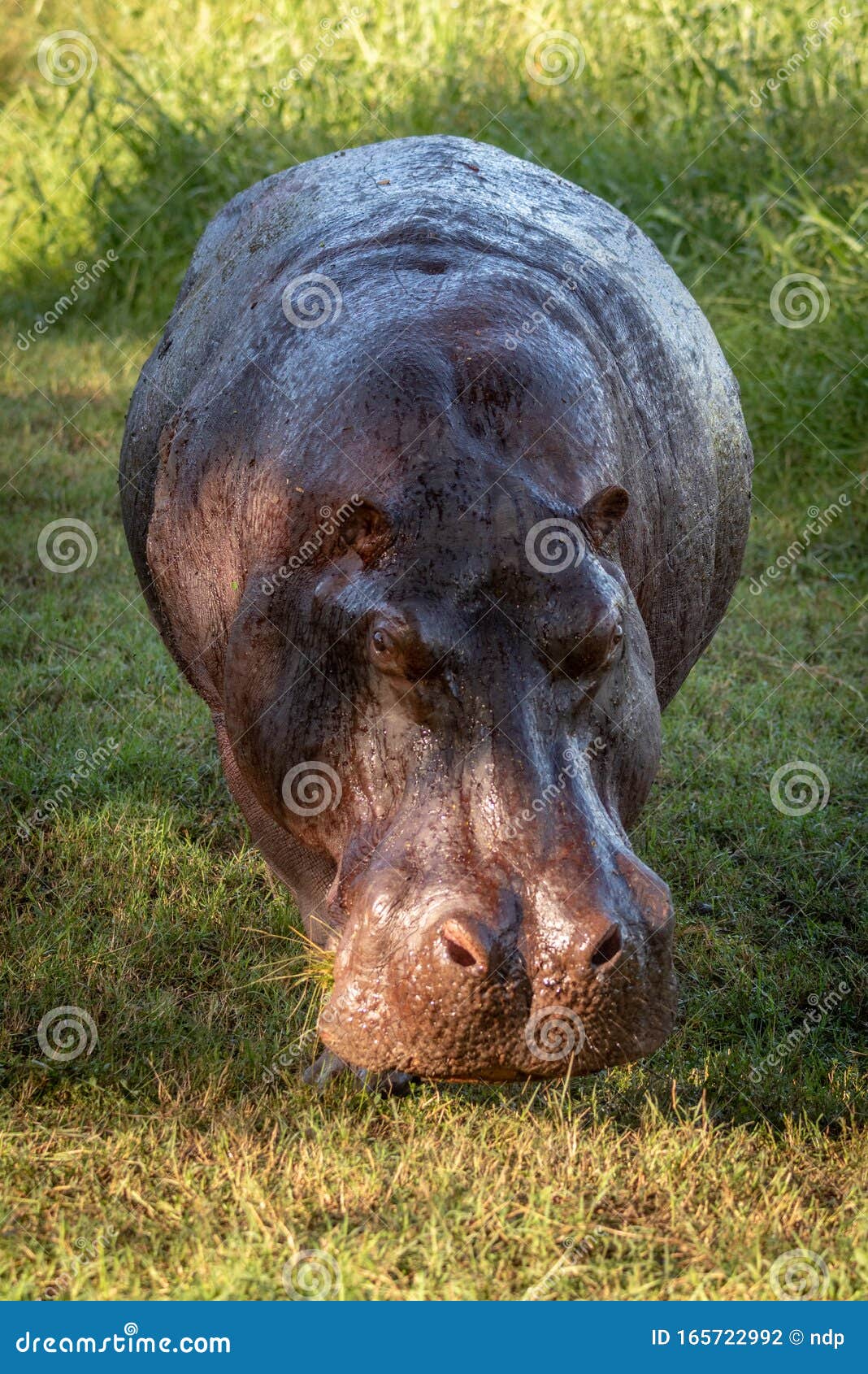 Hippo Stands on Grass Lawn Facing Camera Stock Photo - Image of savanna ...