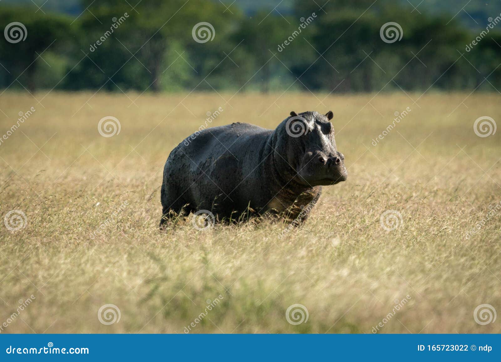 Hippo Stands in Long Grass Watching Camera Stock Photo - Image of ...