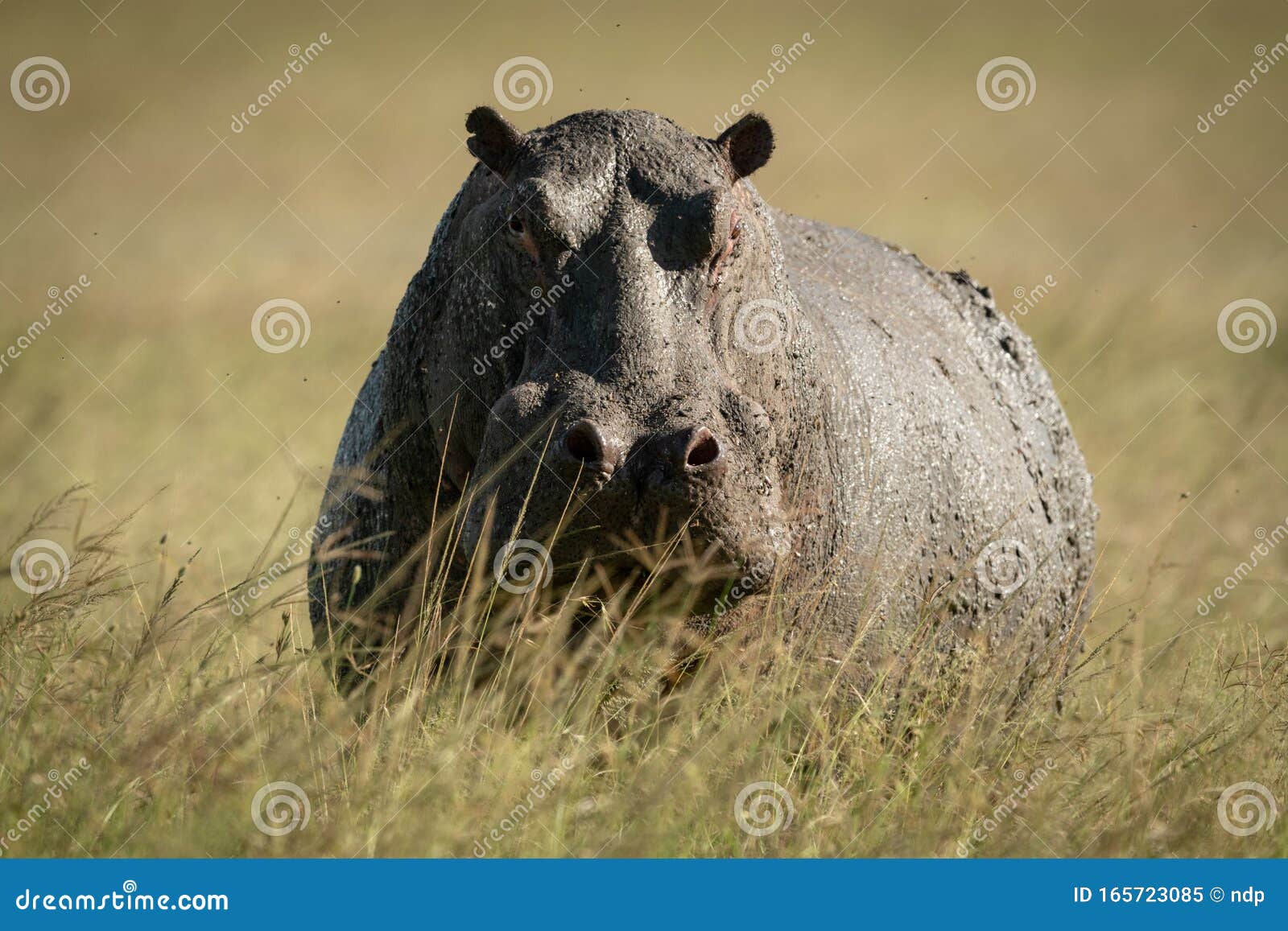 Hippo Stands in Tall Grass Eyeing Camera Stock Image - Image of ...