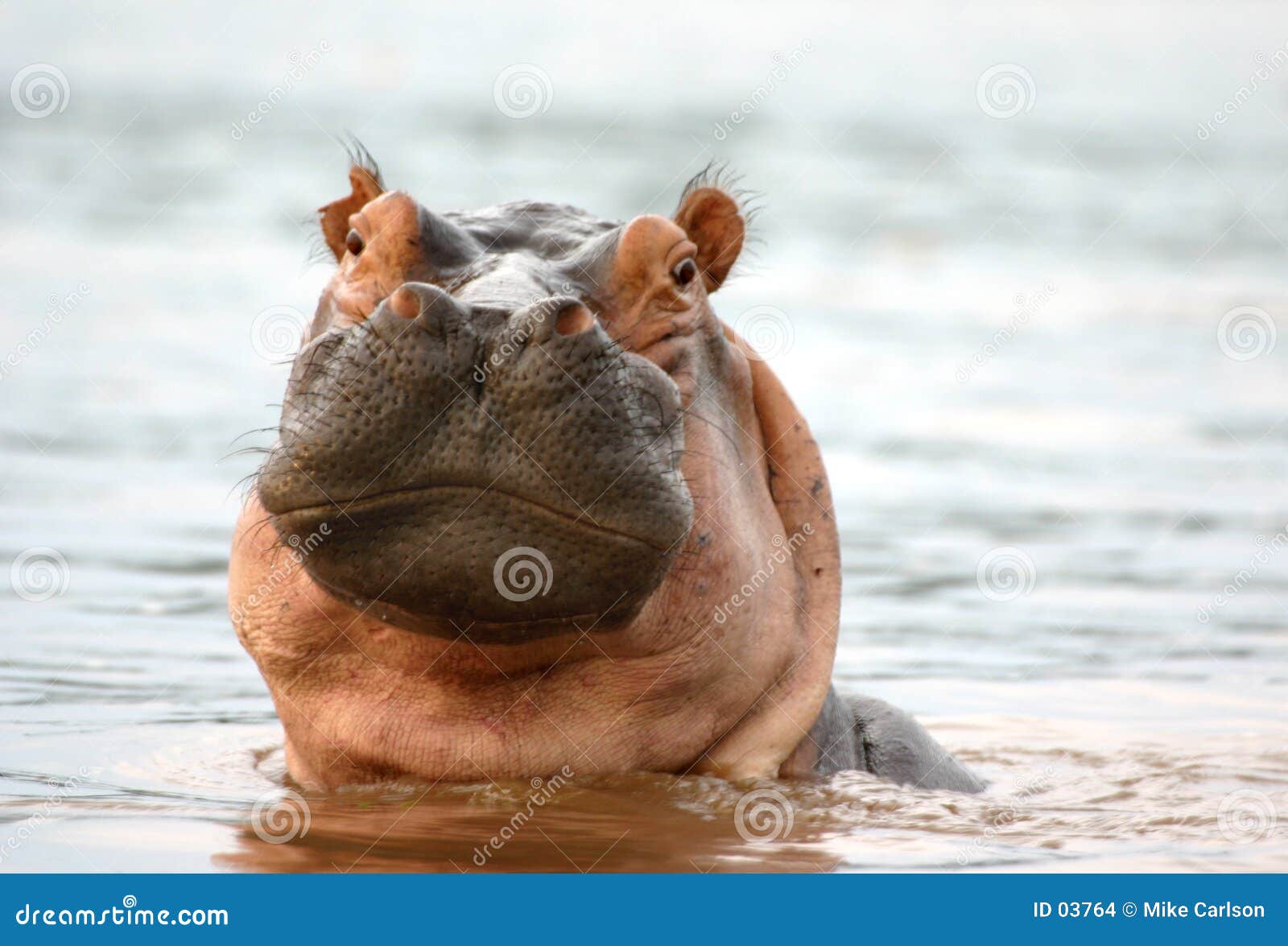 Hippo Stare stock photo. Image of hippopotamus, blue, hippo - 3764