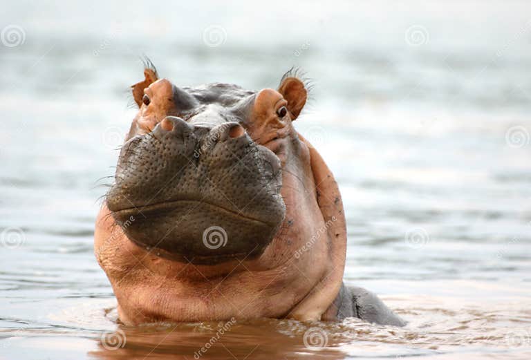 Hippo Stare stock photo. Image of hippopotamus, blue, hippo - 3764
