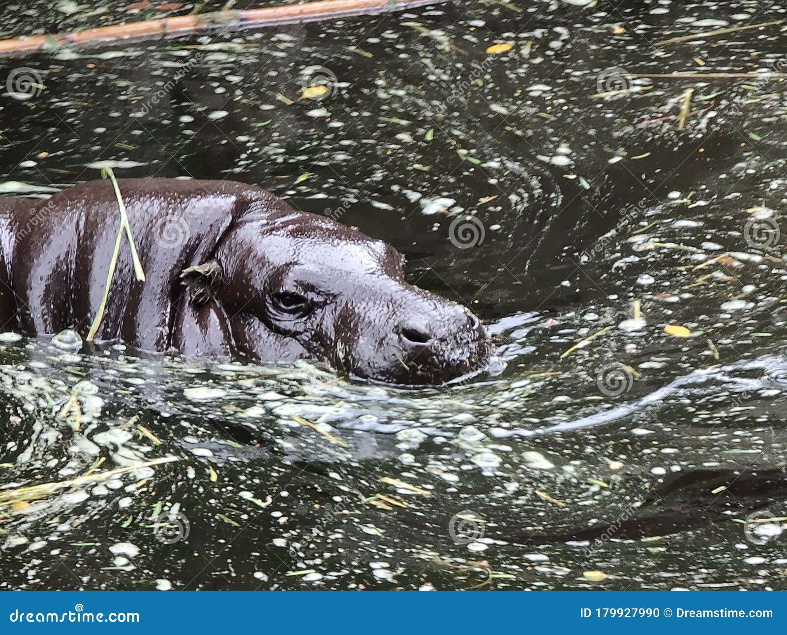 Hippo staring at camera stock photo. Image of camera - 179927990