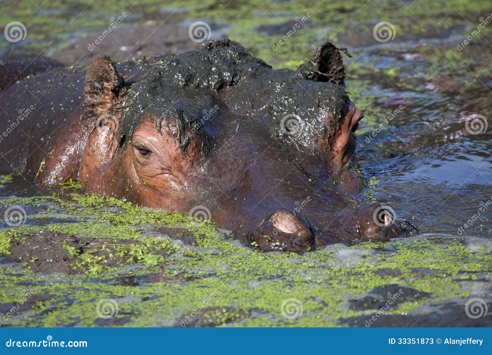 Hippo submerged in swamp stock image. Image of hippopotamus - 33351873