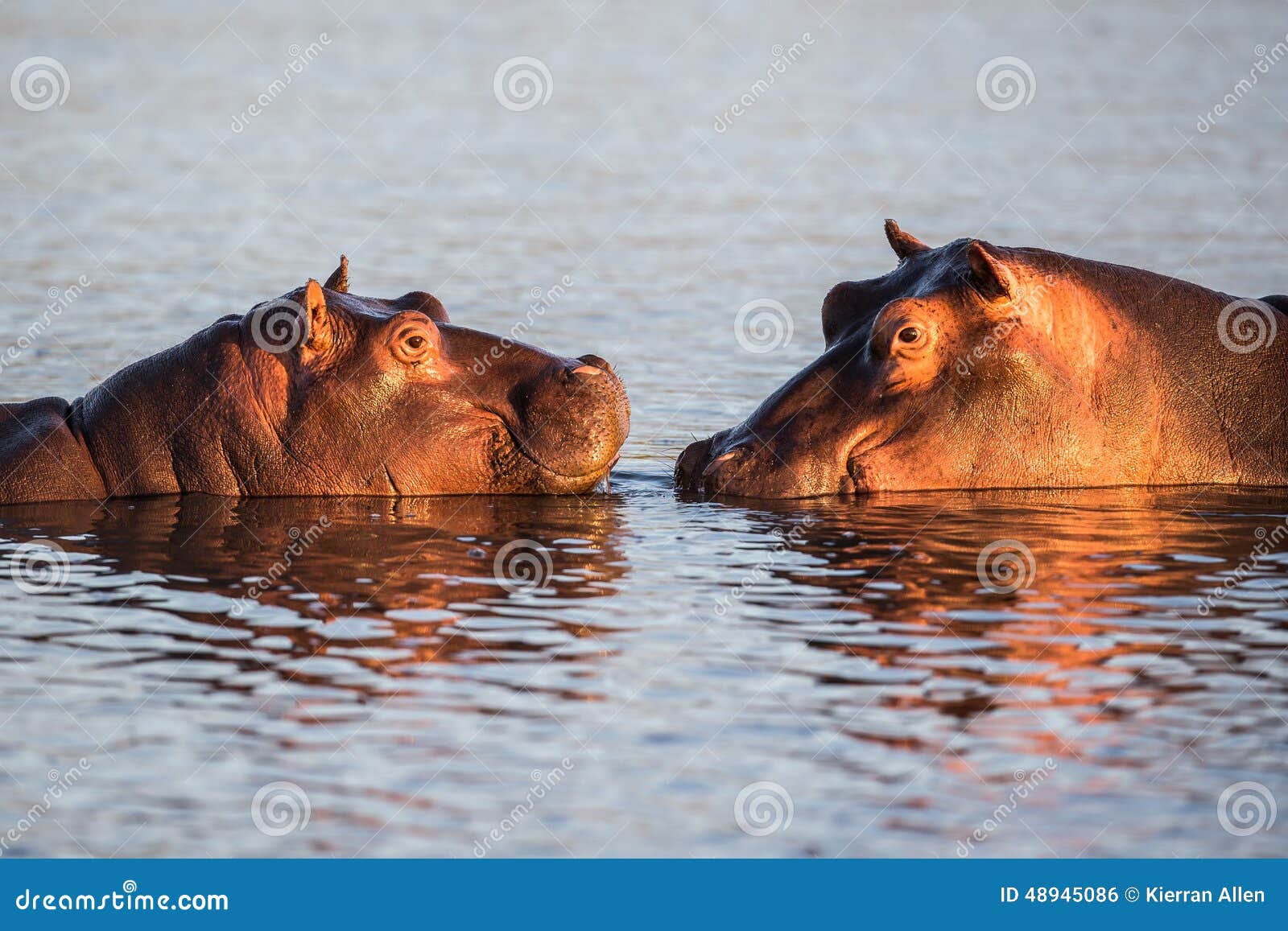 Hippo in Sunset Light South Africa Stock Photo - Image of wild, water ...