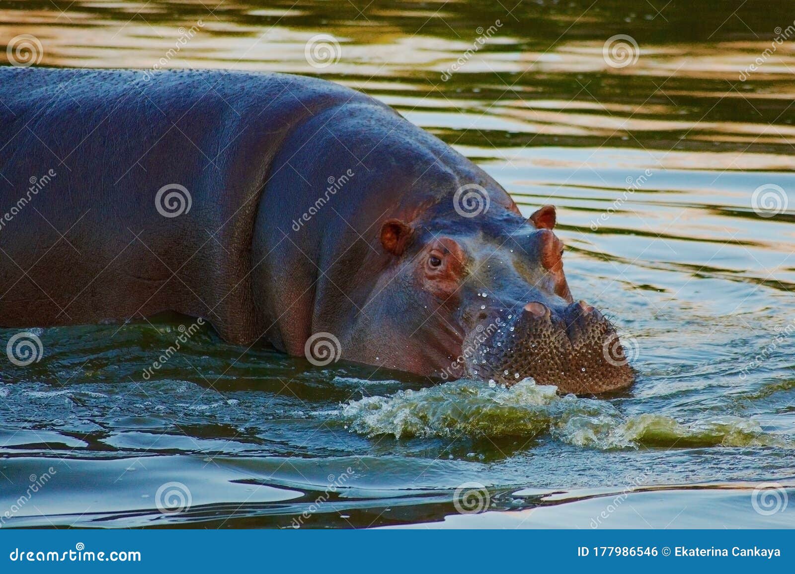 Hippo in swamp stock photo. Image of nature, head, hippos - 177986546