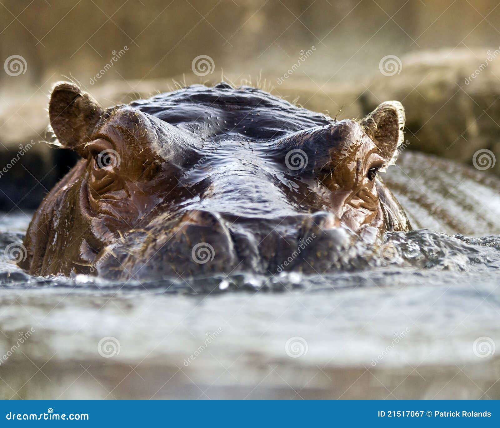 Hippo swimming stock image. Image of swim, lake, wildlife - 21517067