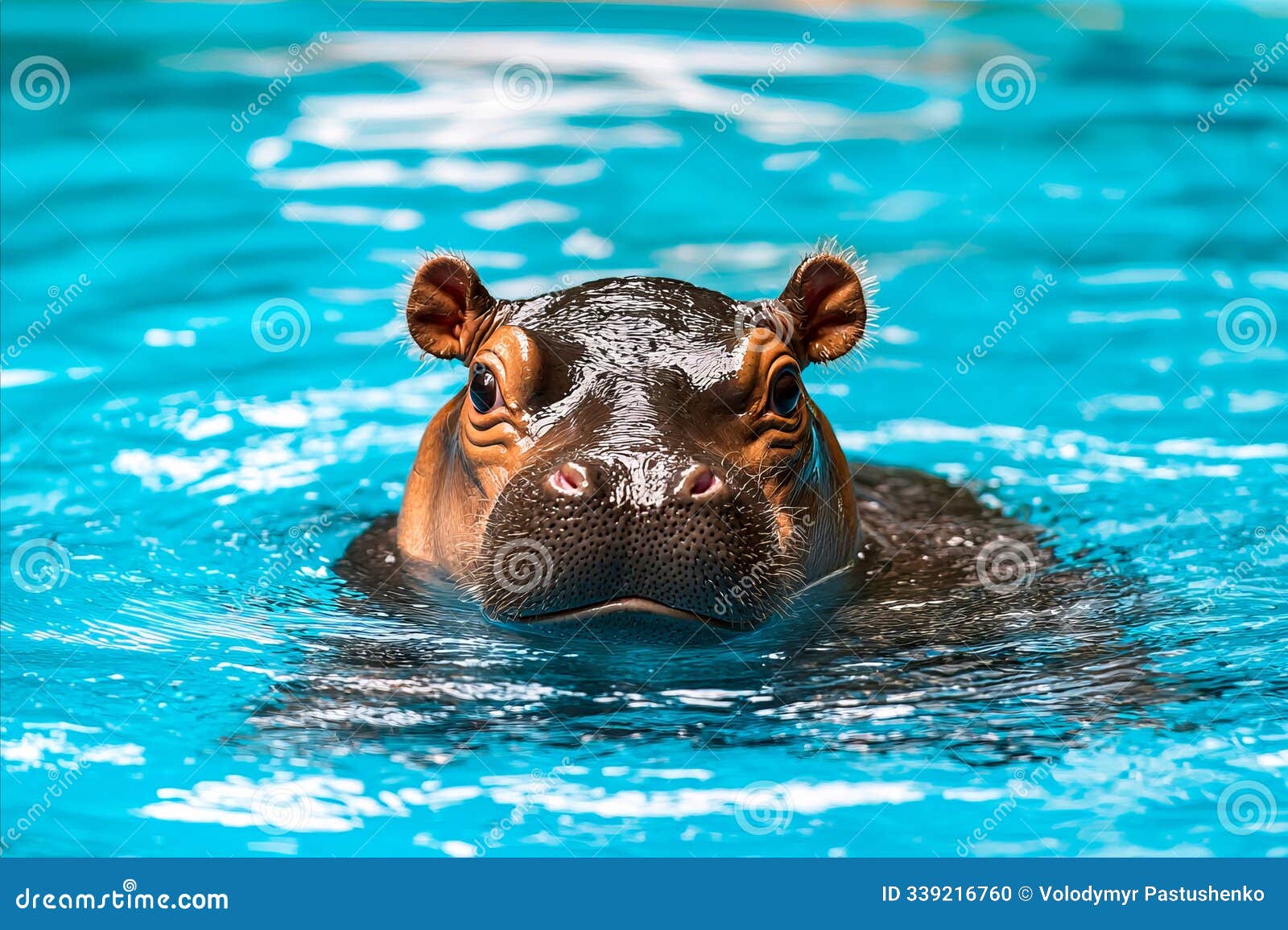 A Hippo Swimming in a Pool of Water Stock Photo - Image of hippopotamus ...