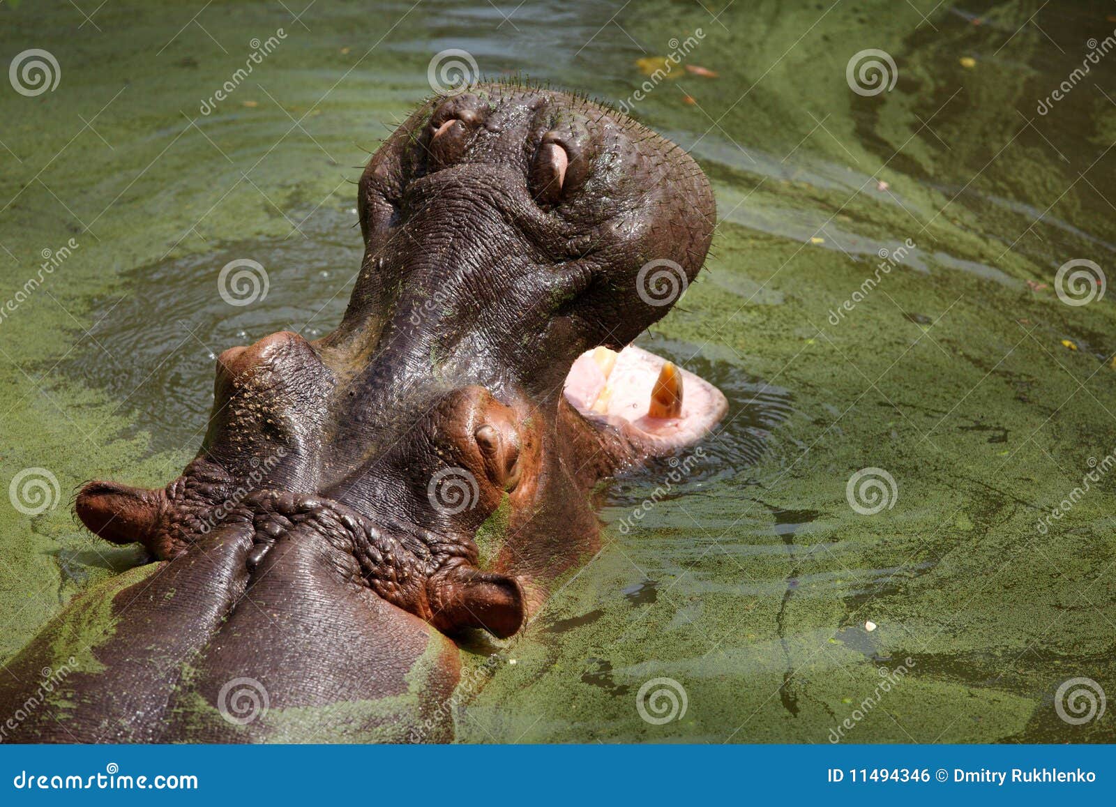 Hippo swimming in river stock photo. Image of animal - 11494346