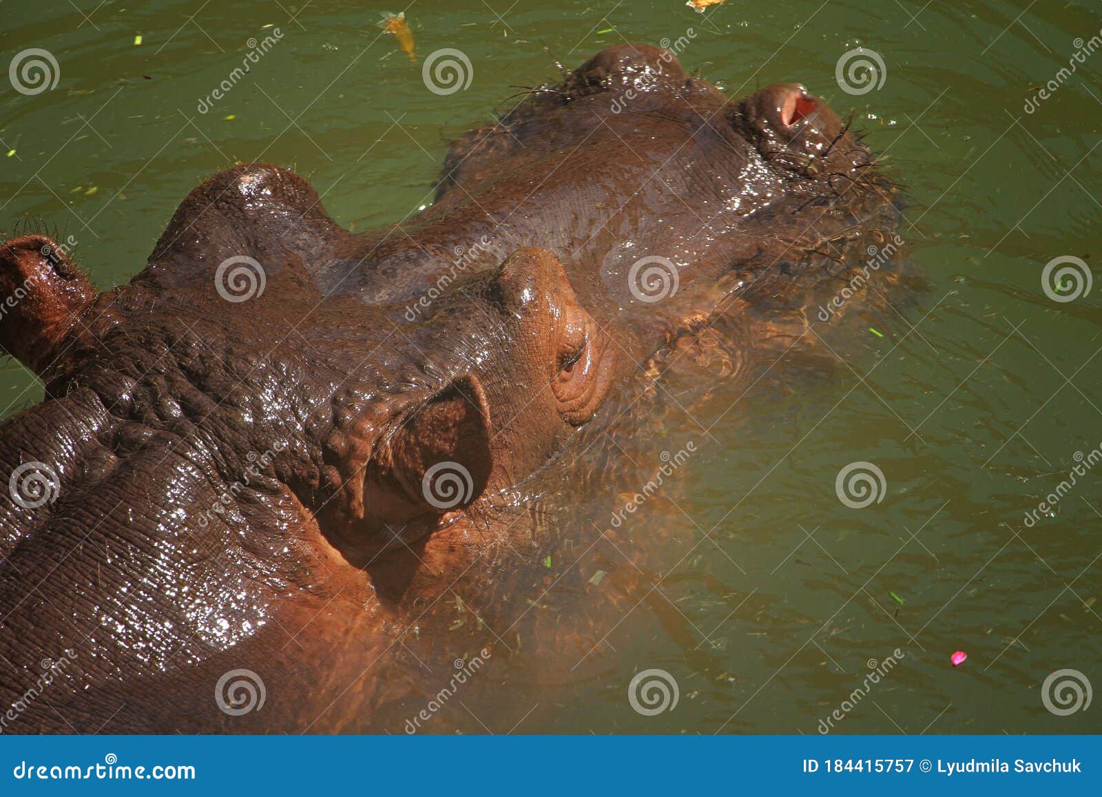 Hippo Swims through the Swamp Stock Image - Image of tomato, food ...