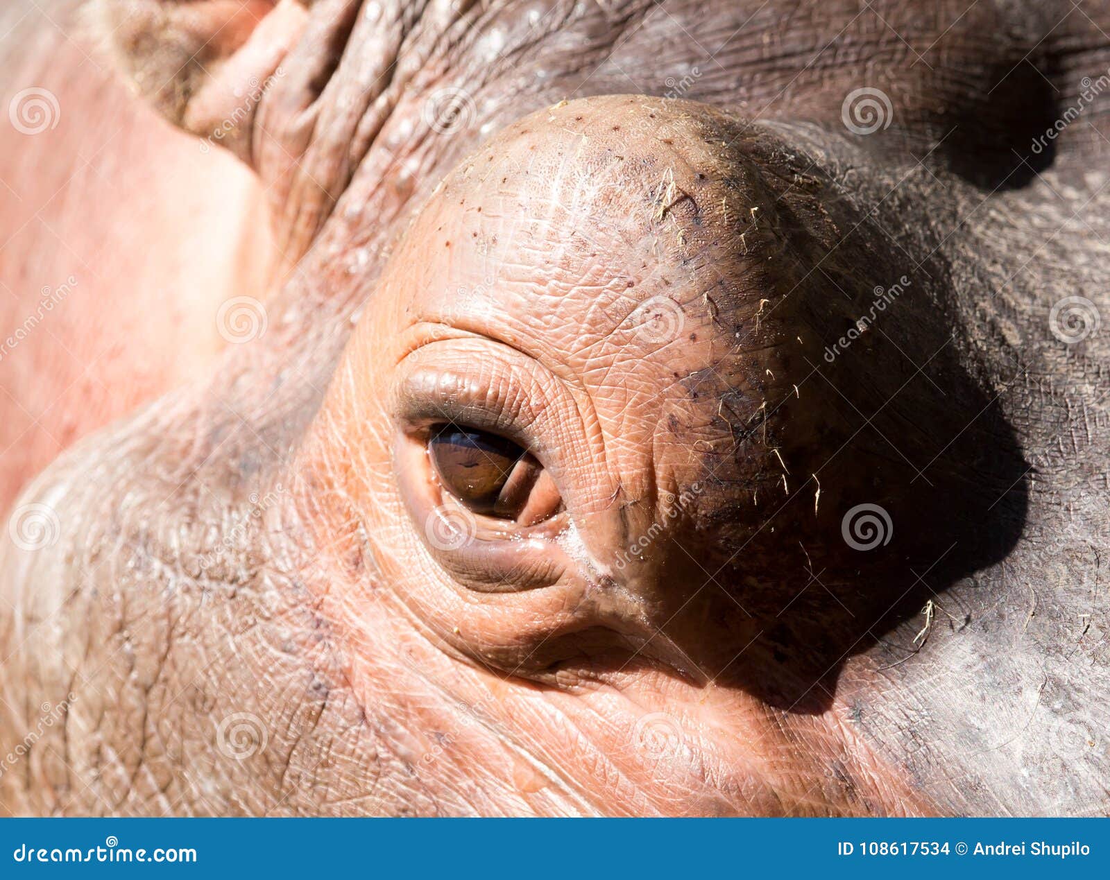 Hippo teeth stock photo. Image of nature, young, view - 108617534