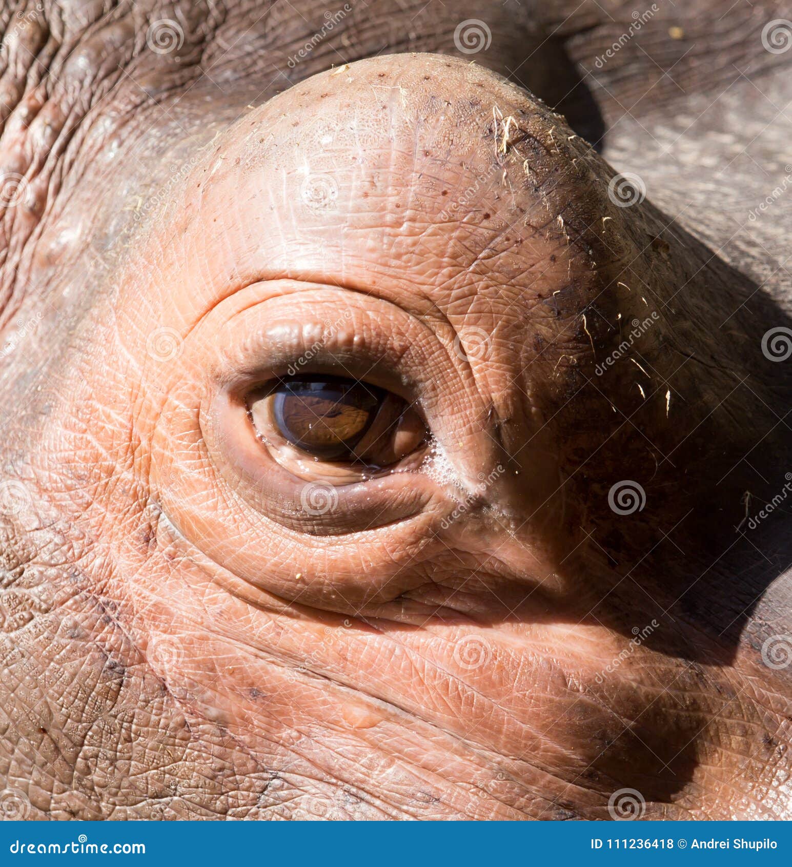 Hippo teeth stock photo. Image of life, animal, closeup - 111236418