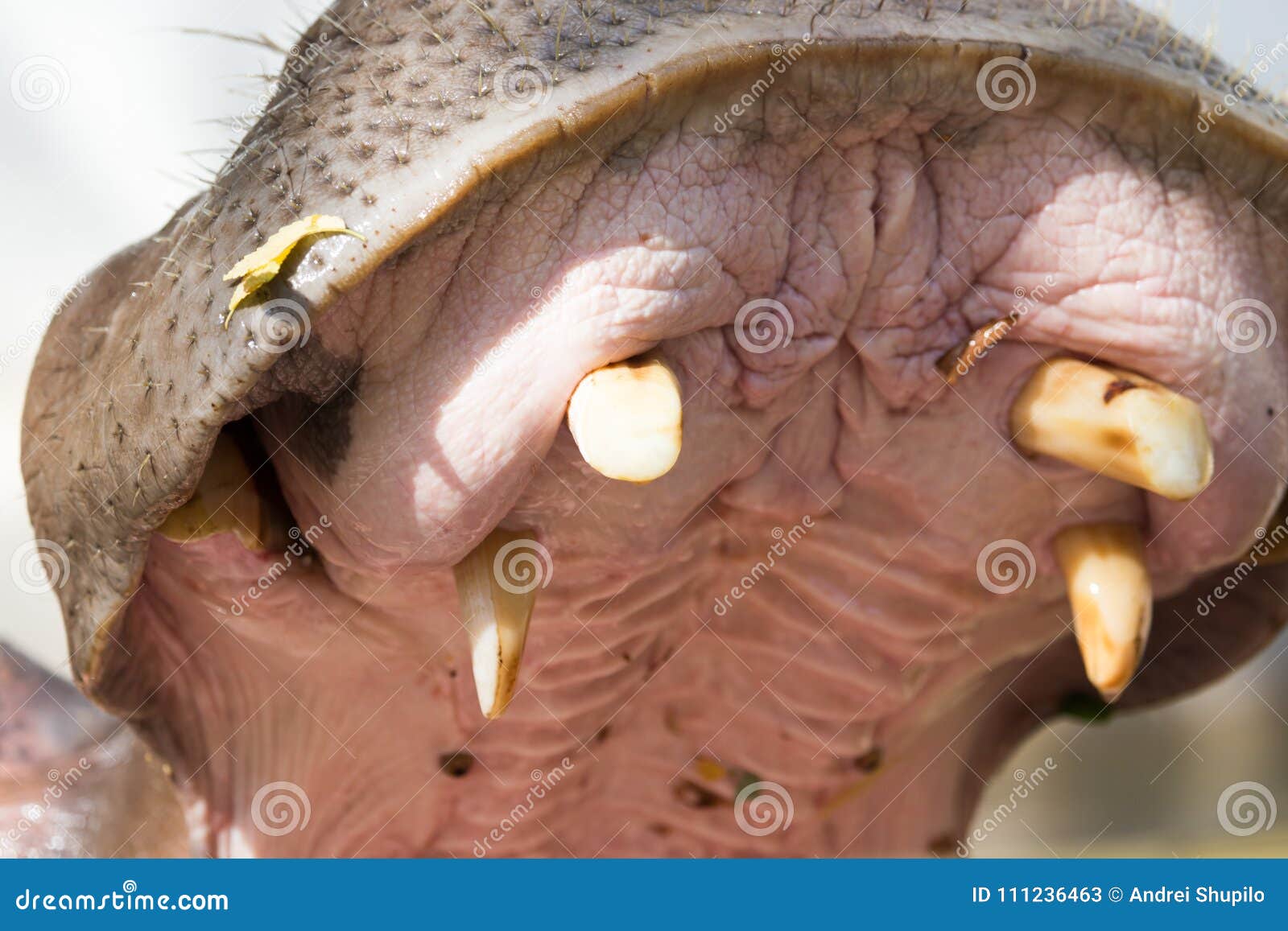Hippo Teeth Stock Photo | CartoonDealer.com #59545614