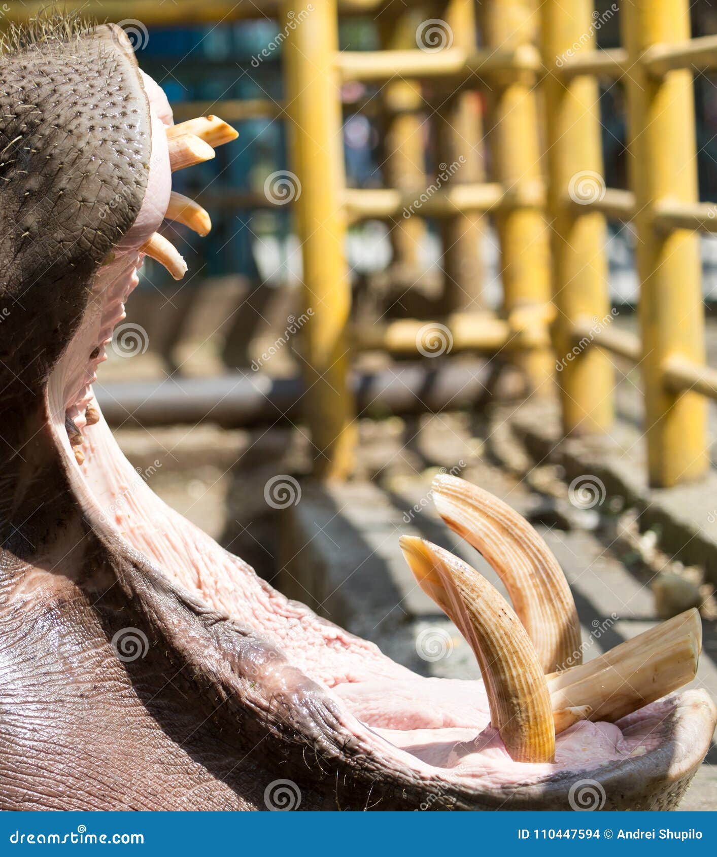 Hippo Teeth in the Zoo in Nature Stock Photo - Image of danger, huge ...