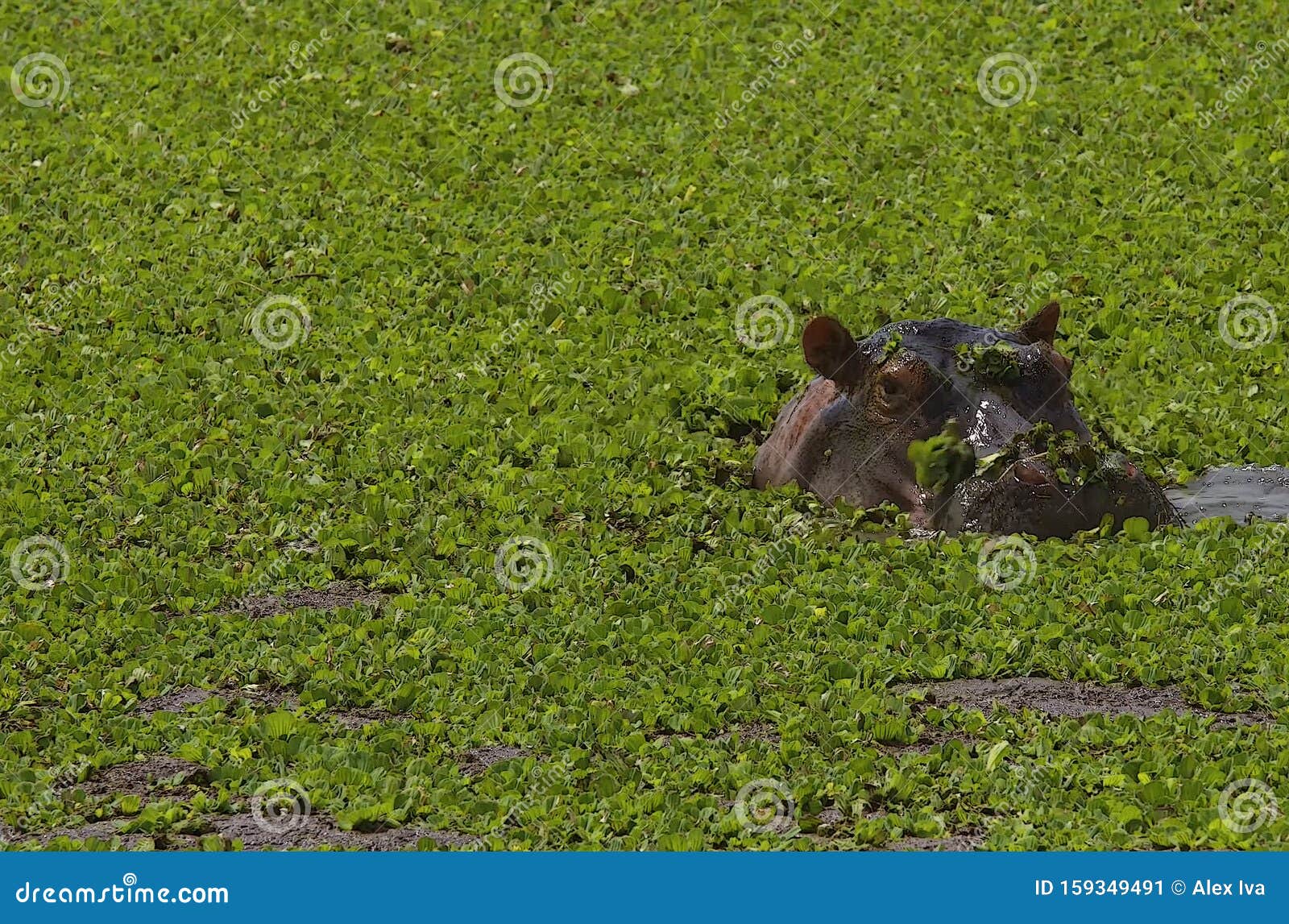 Hippo under swamp stock image. Image of head, bighippo - 159349491