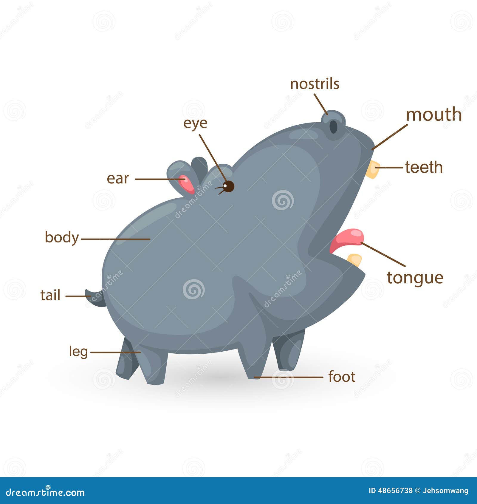 Hippo Vocabulary Part of Body Stock Vector - Illustration of lesson ...