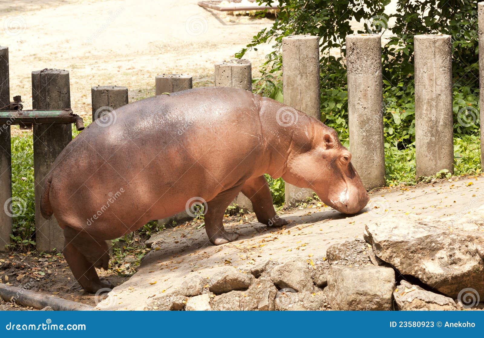 Hippo walk stock image. Image of tanzania, aquatic, nature - 23580923