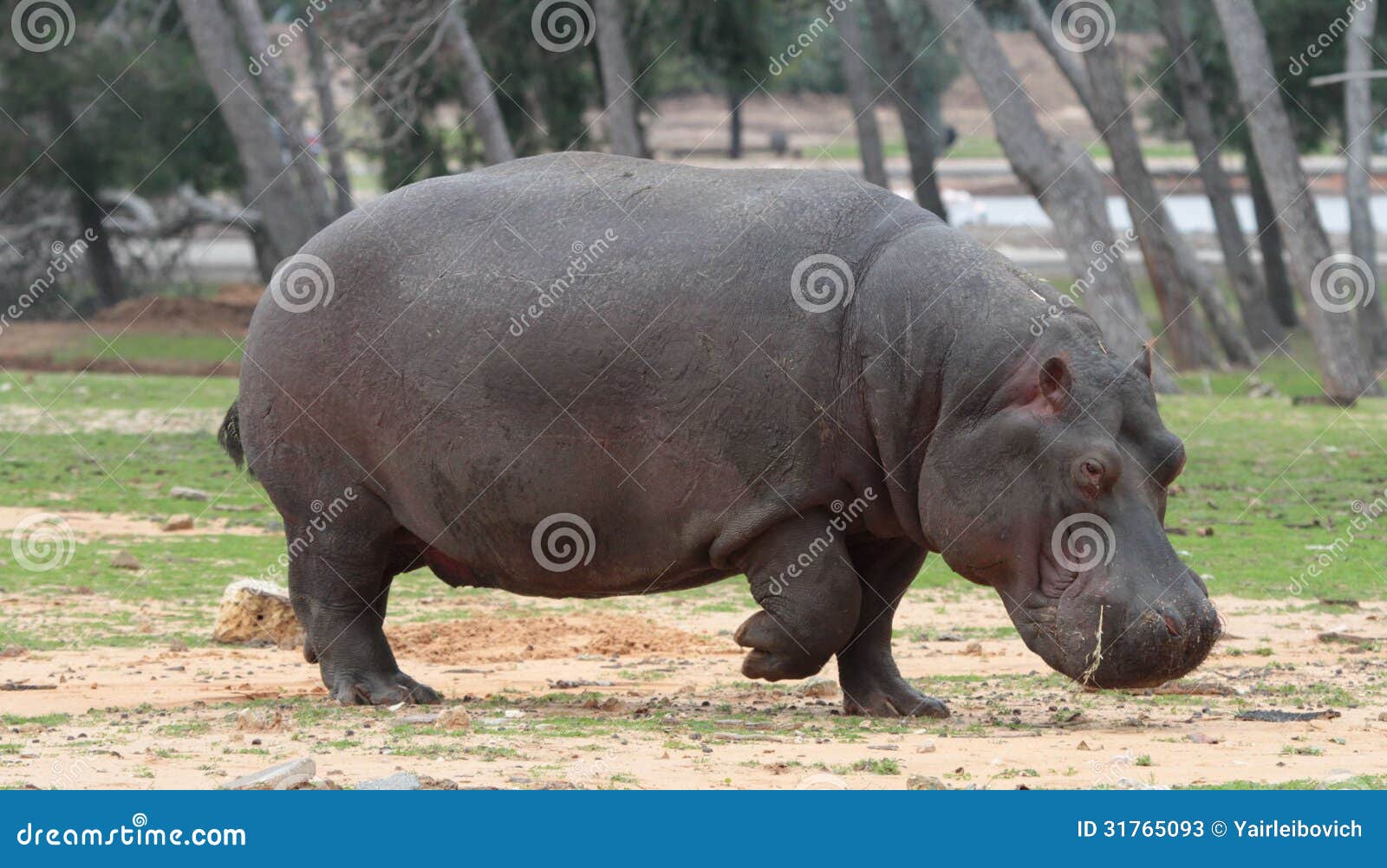 Hippo walking stock image. Image of safari, wildlife - 31765093