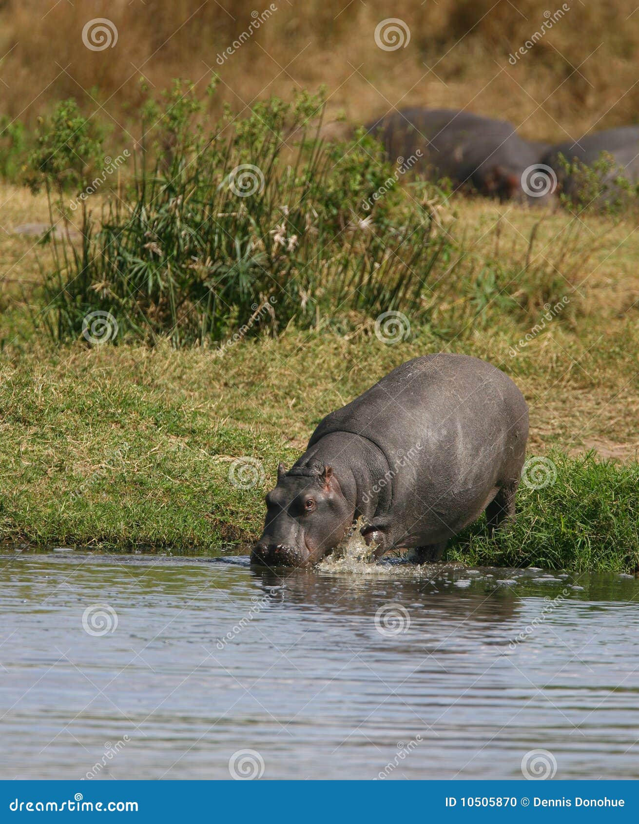 Hippo Walking into the Water Stock Photo - Image of zoological, strong ...