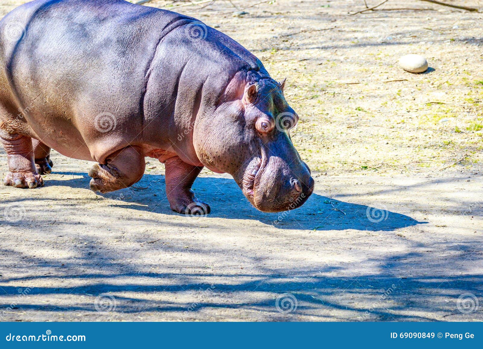 Hippo walks on ground stock image. Image of focus, hippopotamus - 69090849