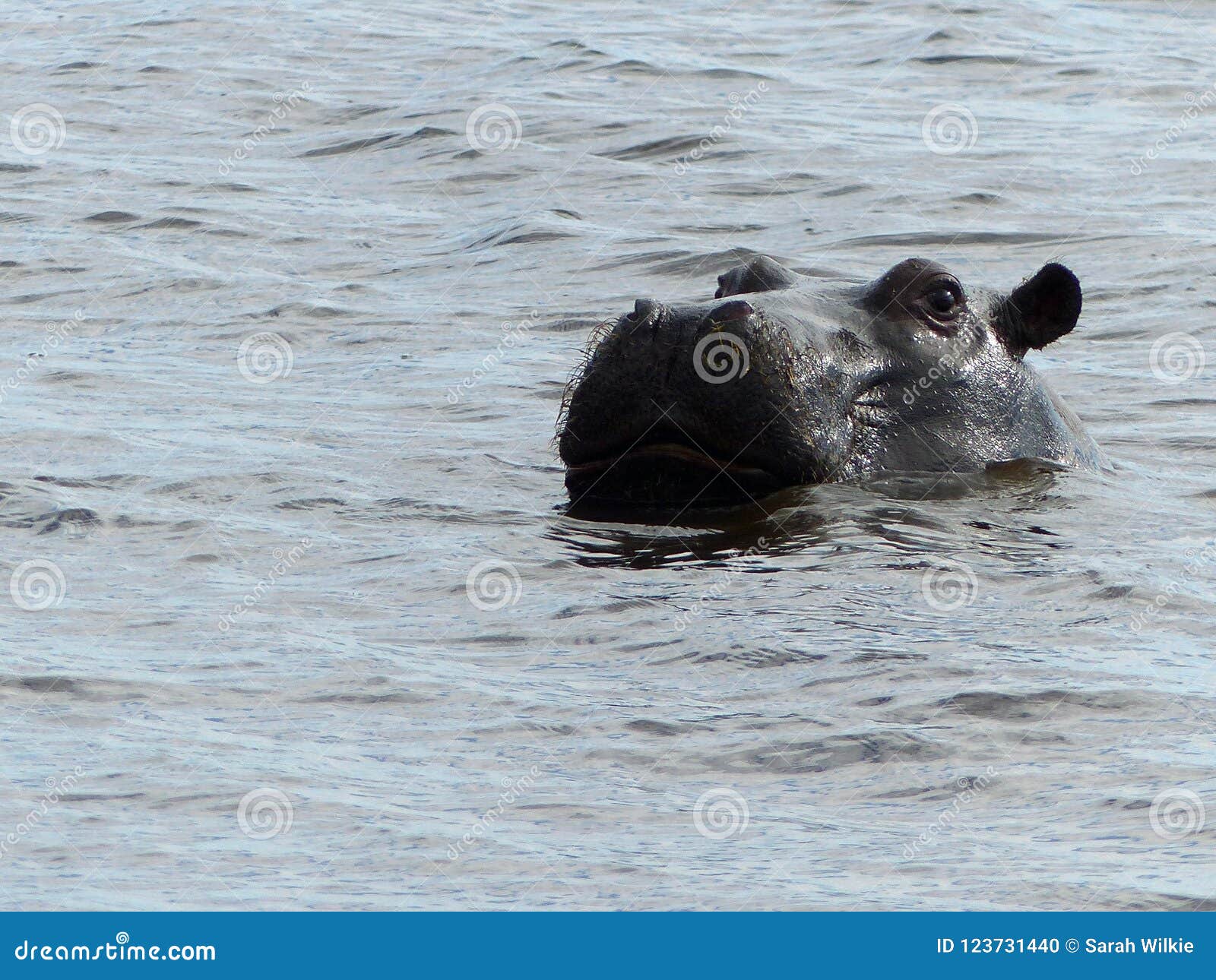 Hippopotamus Feeding, Okavango Delta, Botswana Stock Photo - Image of ...