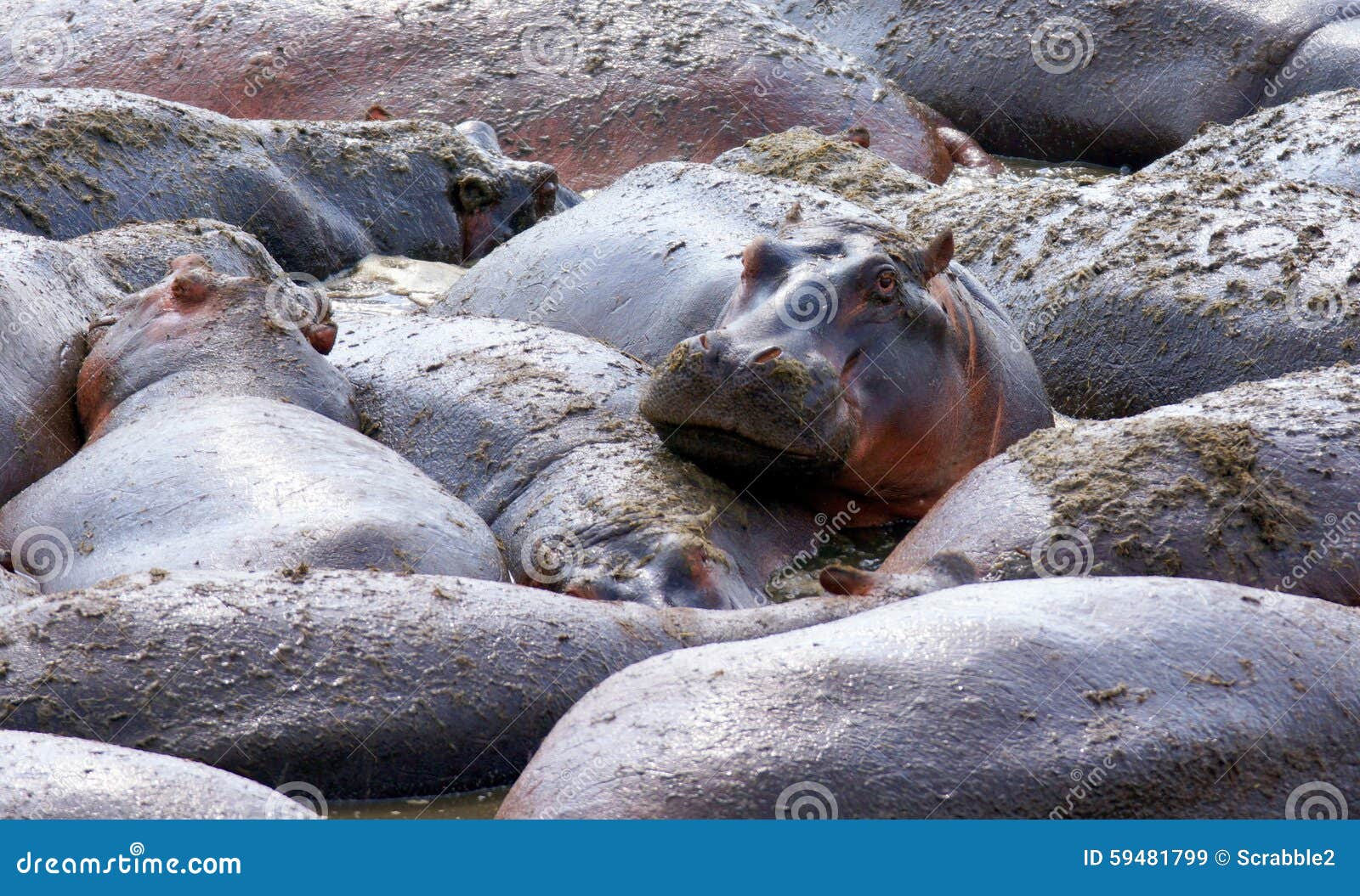 Hippo is Watching the Camera while Laying with a Big Group of Hippo S ...