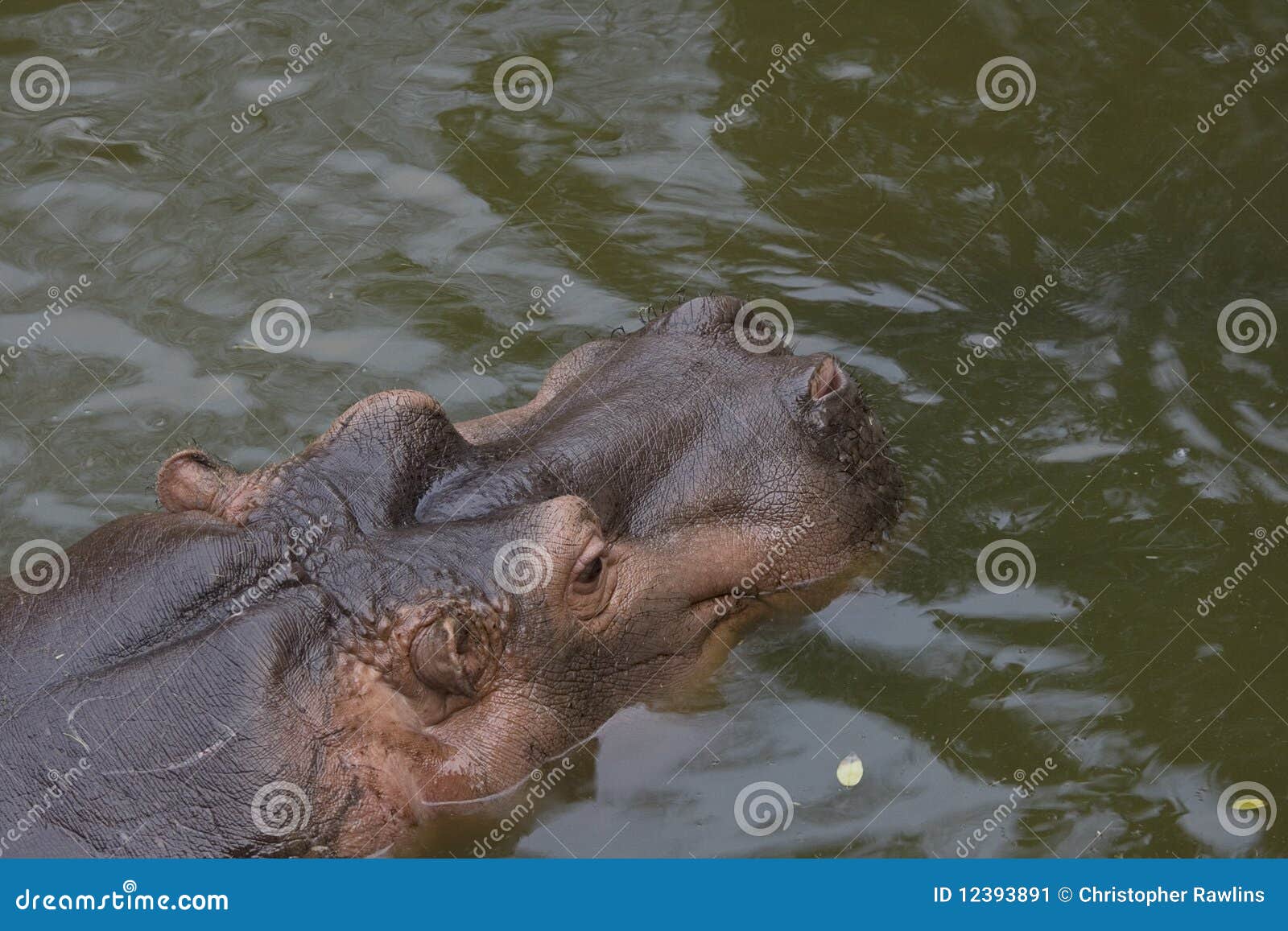 A Hippo in Water stock image. Image of wild, resting - 12393891