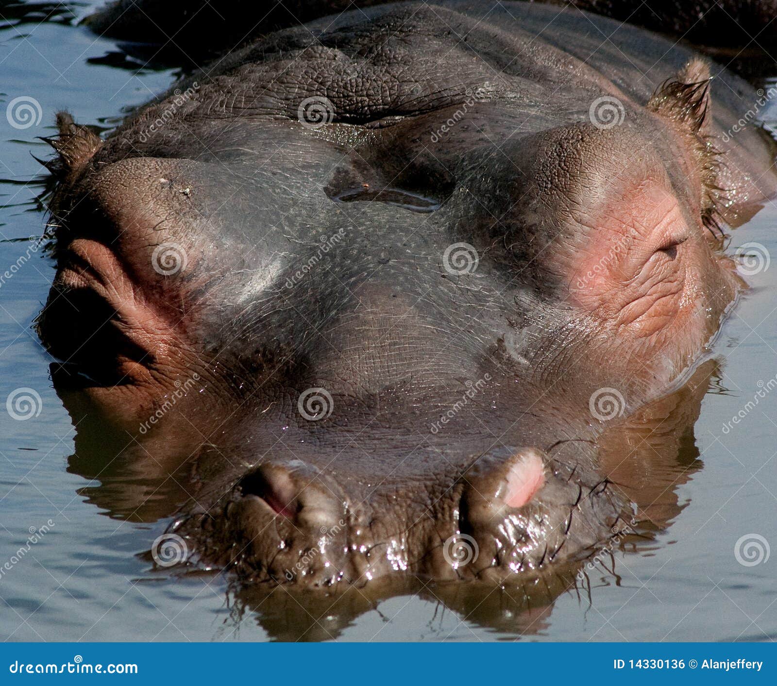 Hippo in Water stock photo. Image of nature, water, animal - 14330136