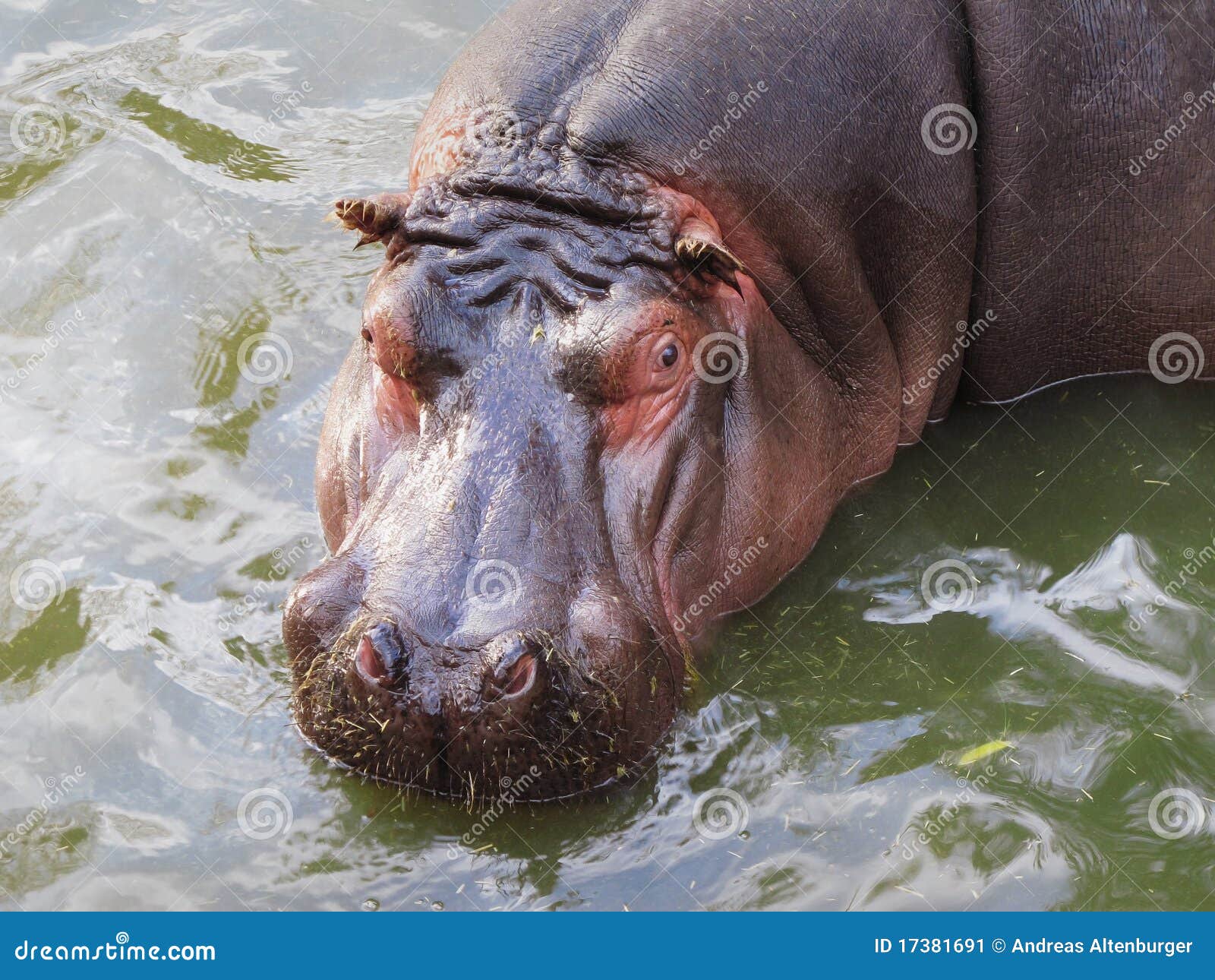 Hippo in water stock image. Image of dangerous, drink - 17381691