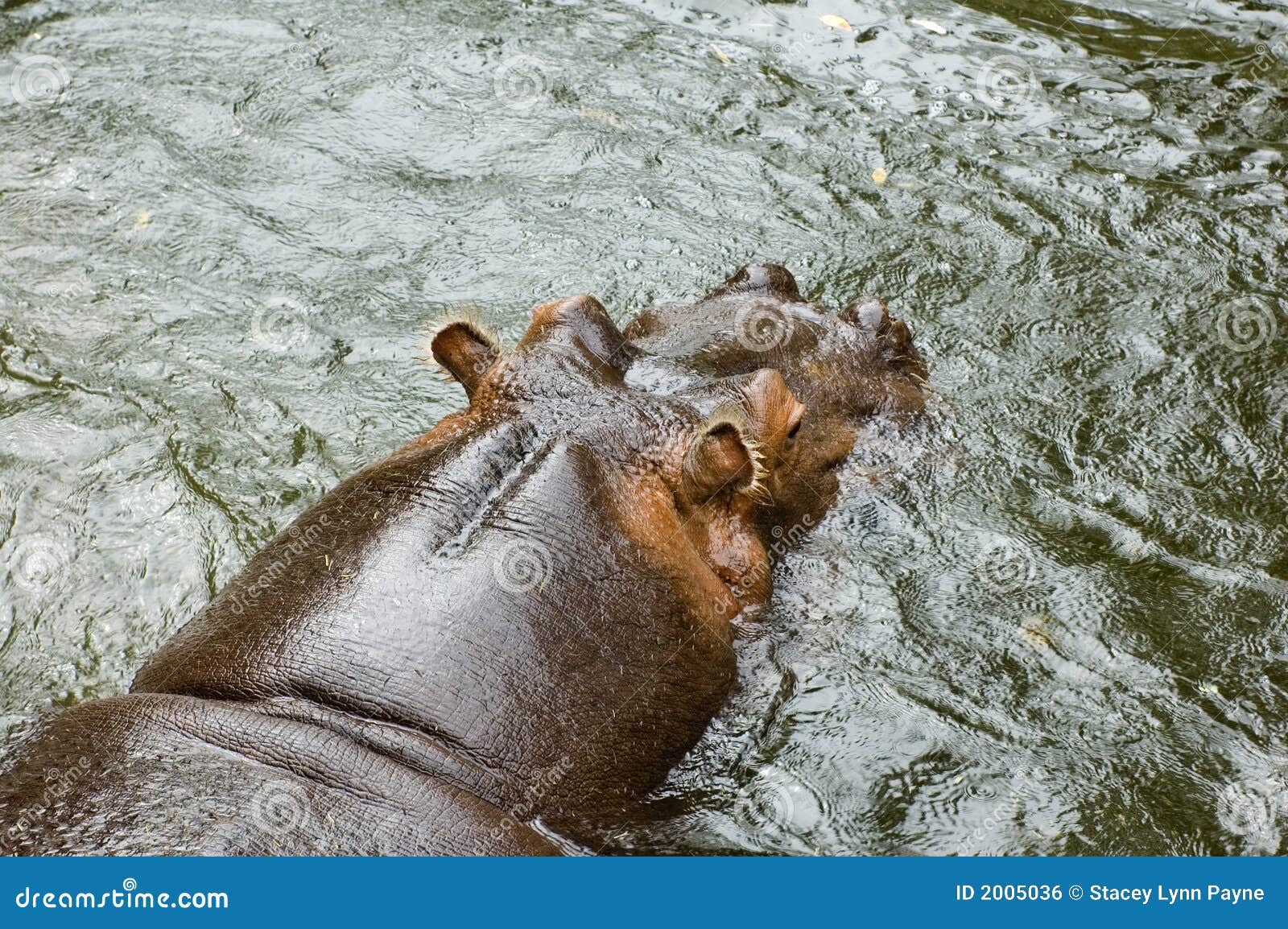 Hippo in Water stock photo. Image of ears, enormous, african - 2005036