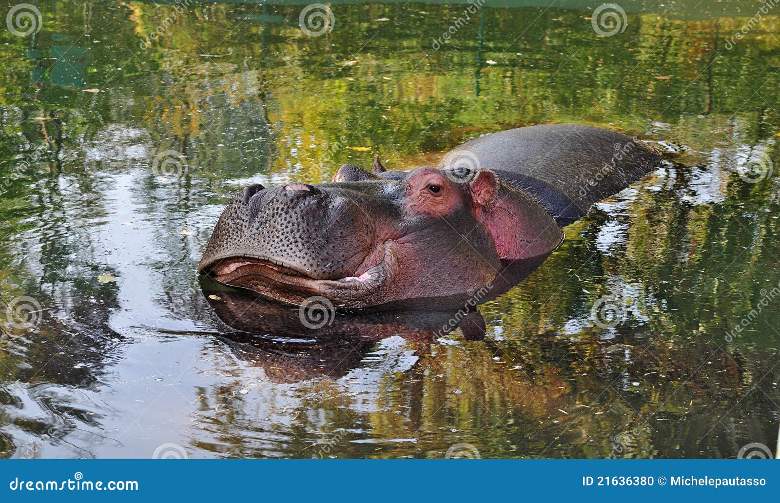 Hippo in the water stock photo. Image of animal, lake - 21636380