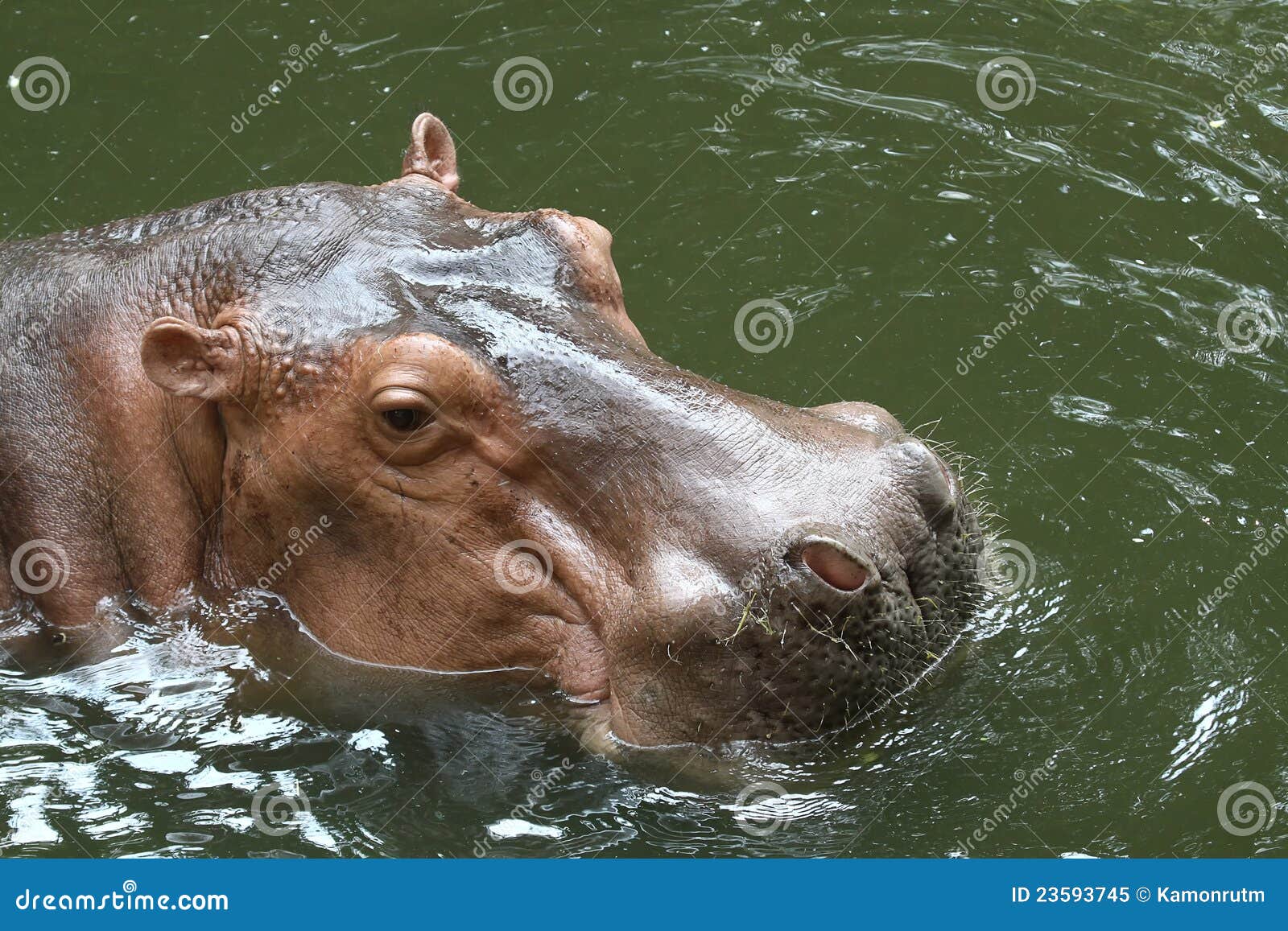 Hippo in water stock image. Image of destination, africa - 23593745