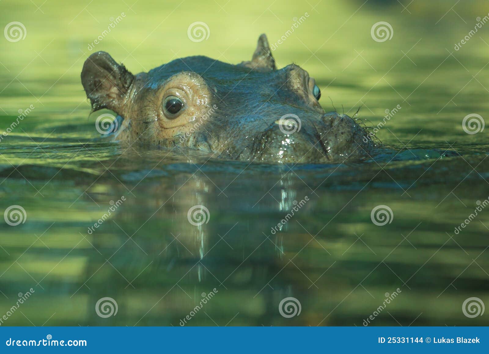 Hippo in water stock photo. Image of hippopotamus, body - 25331144