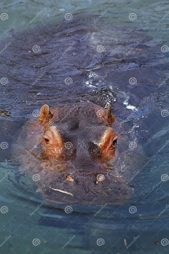 Hippo in water stock image. Image of hippos, large, wade - 95809