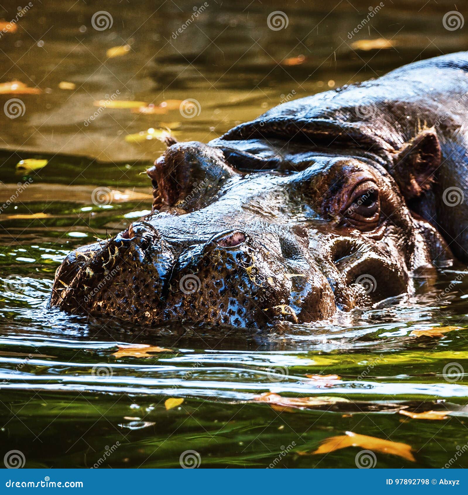 Hippo in a water stock photo. Image of hippopotamus, droplets - 97892798
