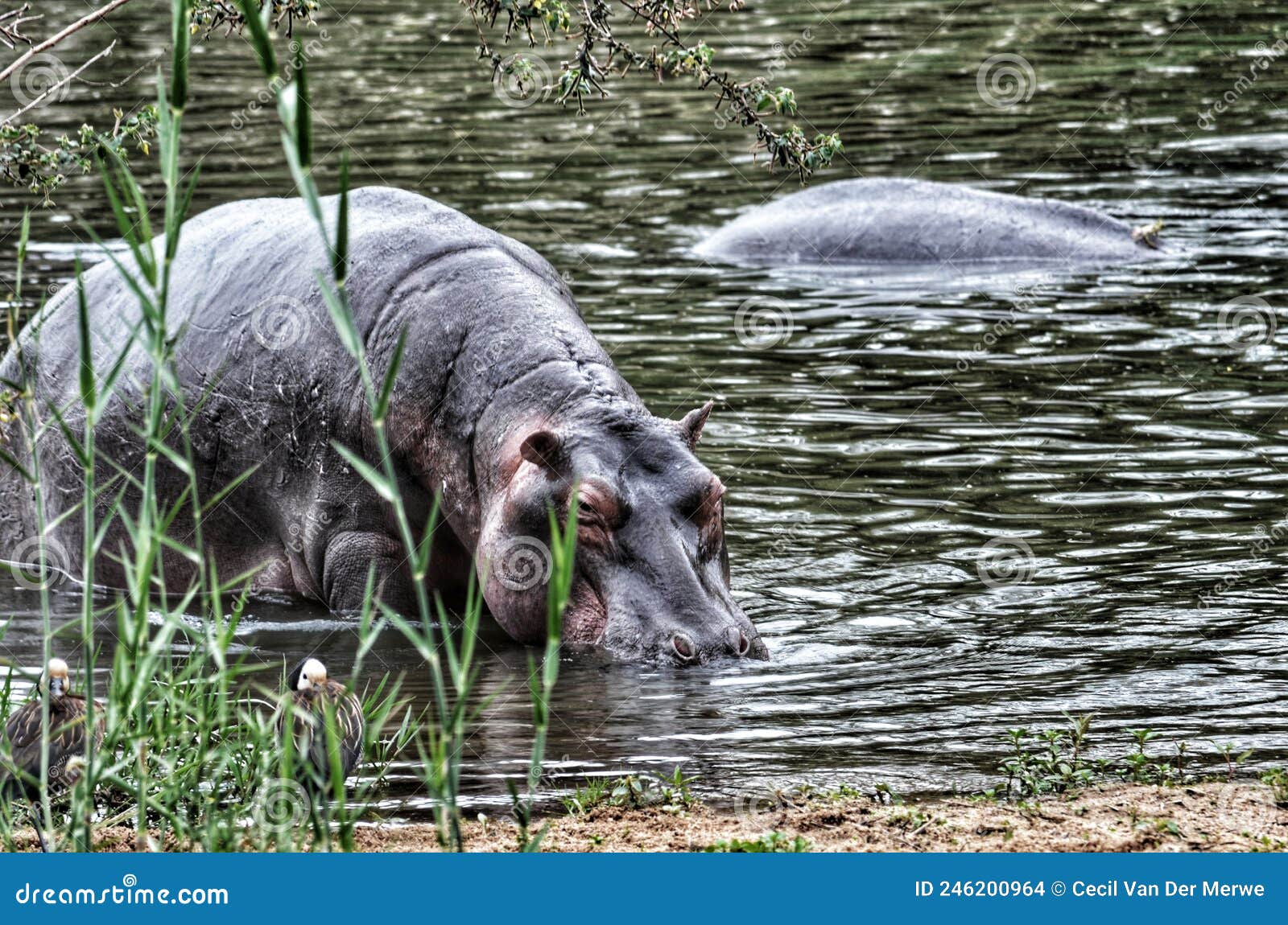 Hippo in the water stock photo. Image of woodland, plant - 246200964