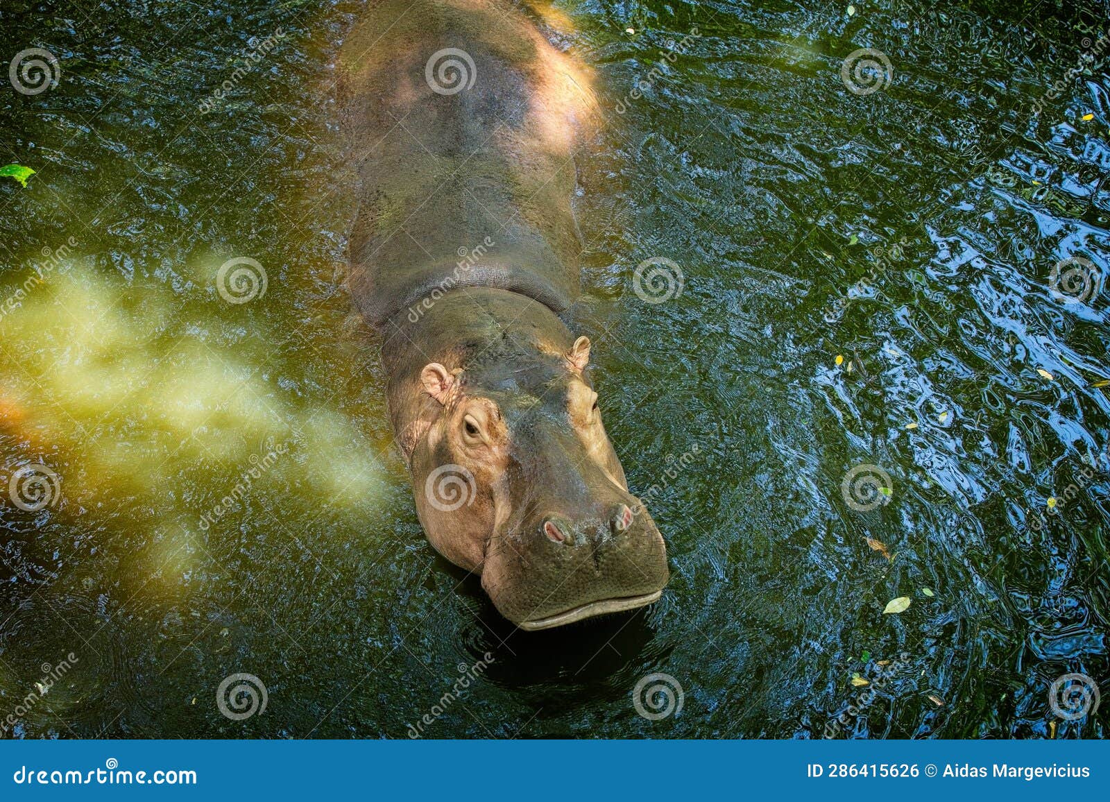 Hippo in water stock photo. Image of national, dangerous - 286415626