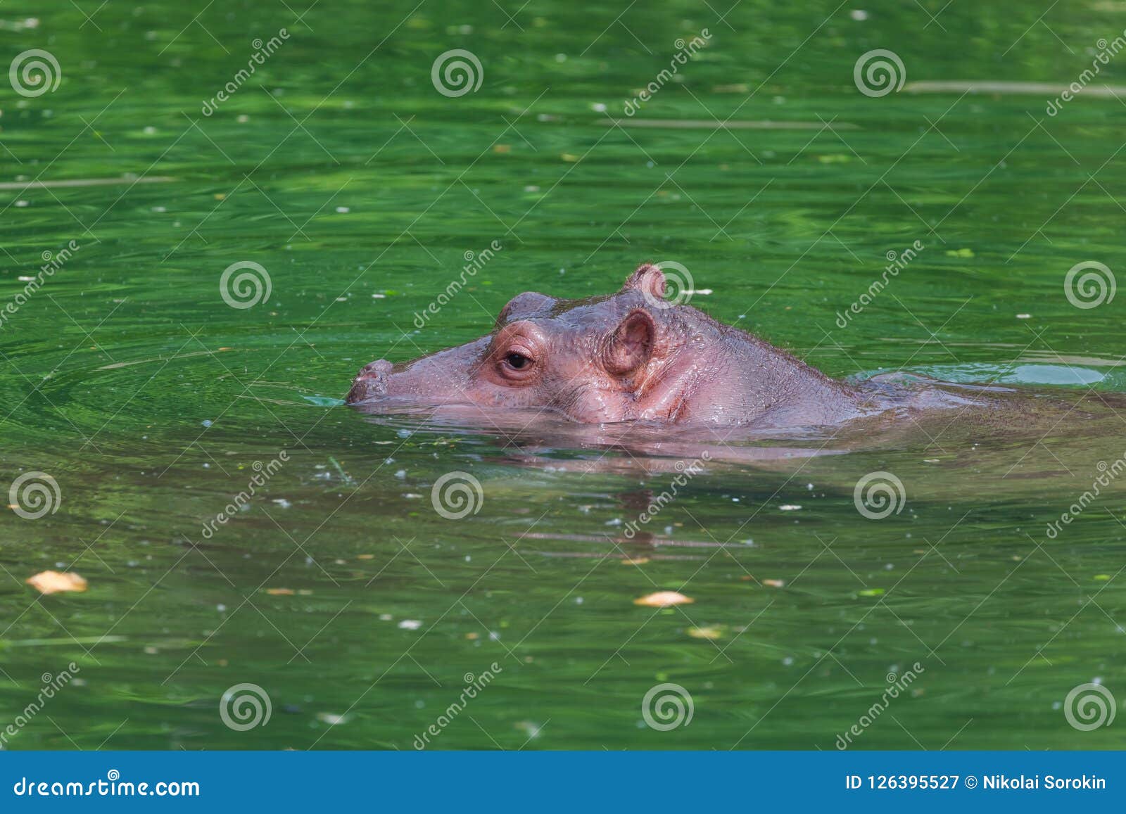 Hippo in water stock image. Image of animals, forest - 126395527