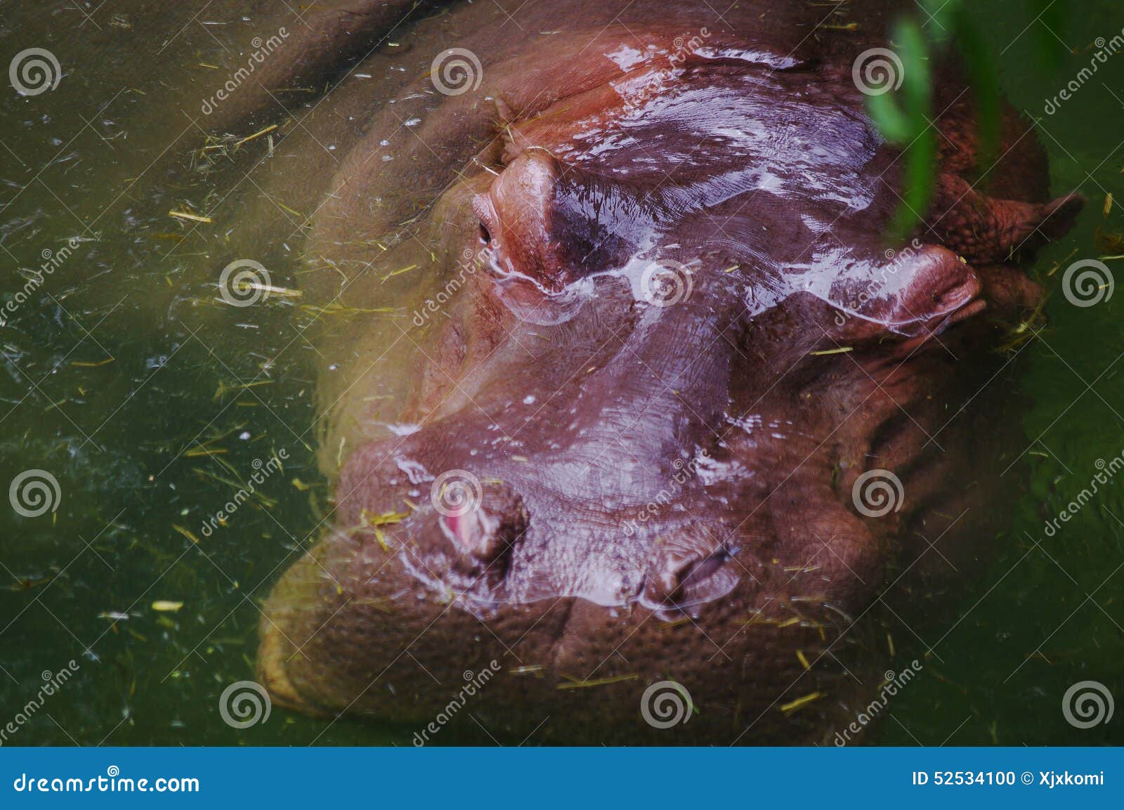 Hippo In The Water, With Open Mouth. Low Angle Photo. Dangerous African ...