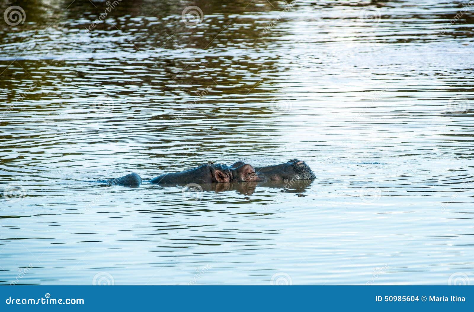 Hippo in water stock photo. Image of lake, area, drive - 50985604