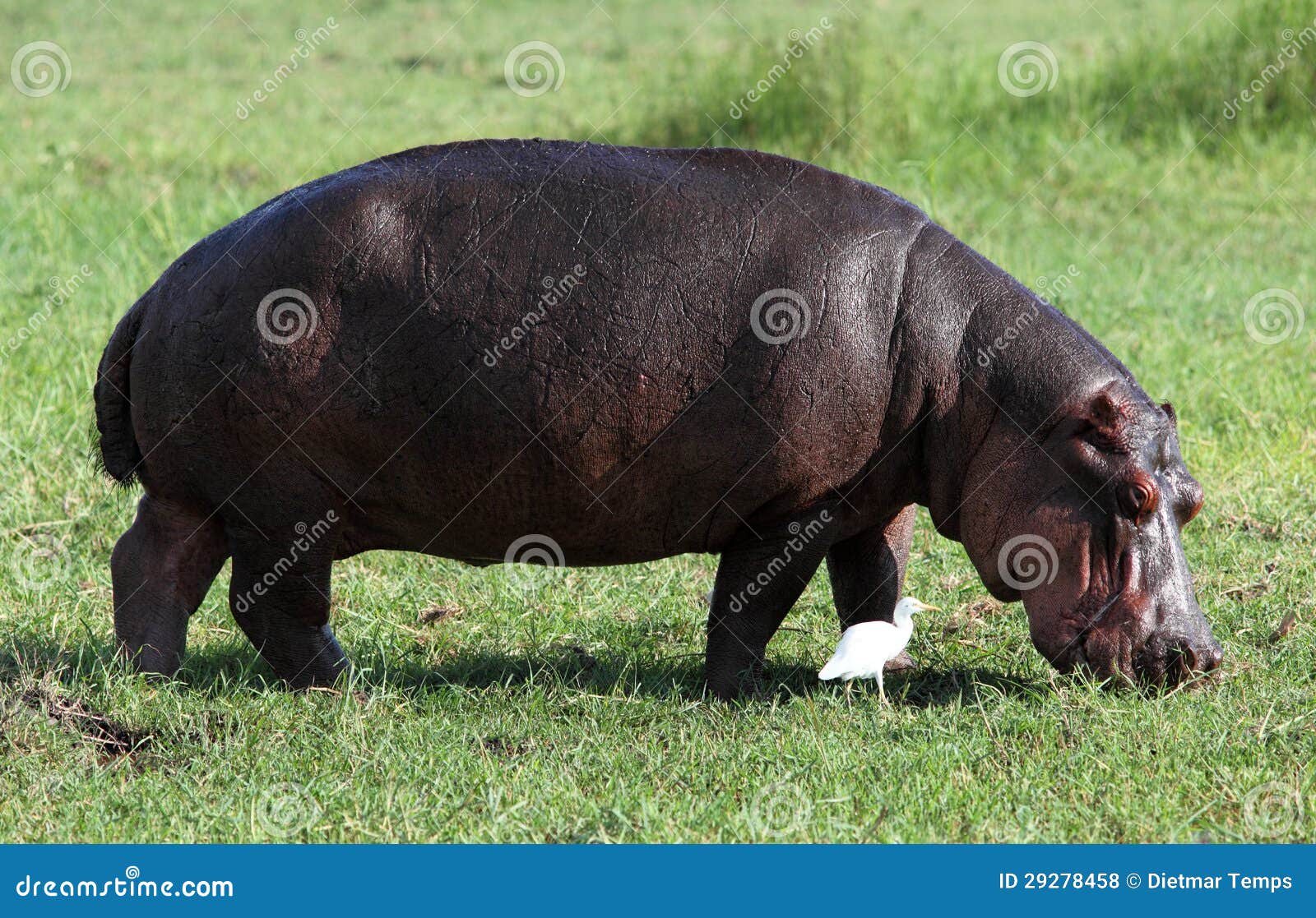 Hippo with white bird stock photo. Image of pond, bird - 29278458