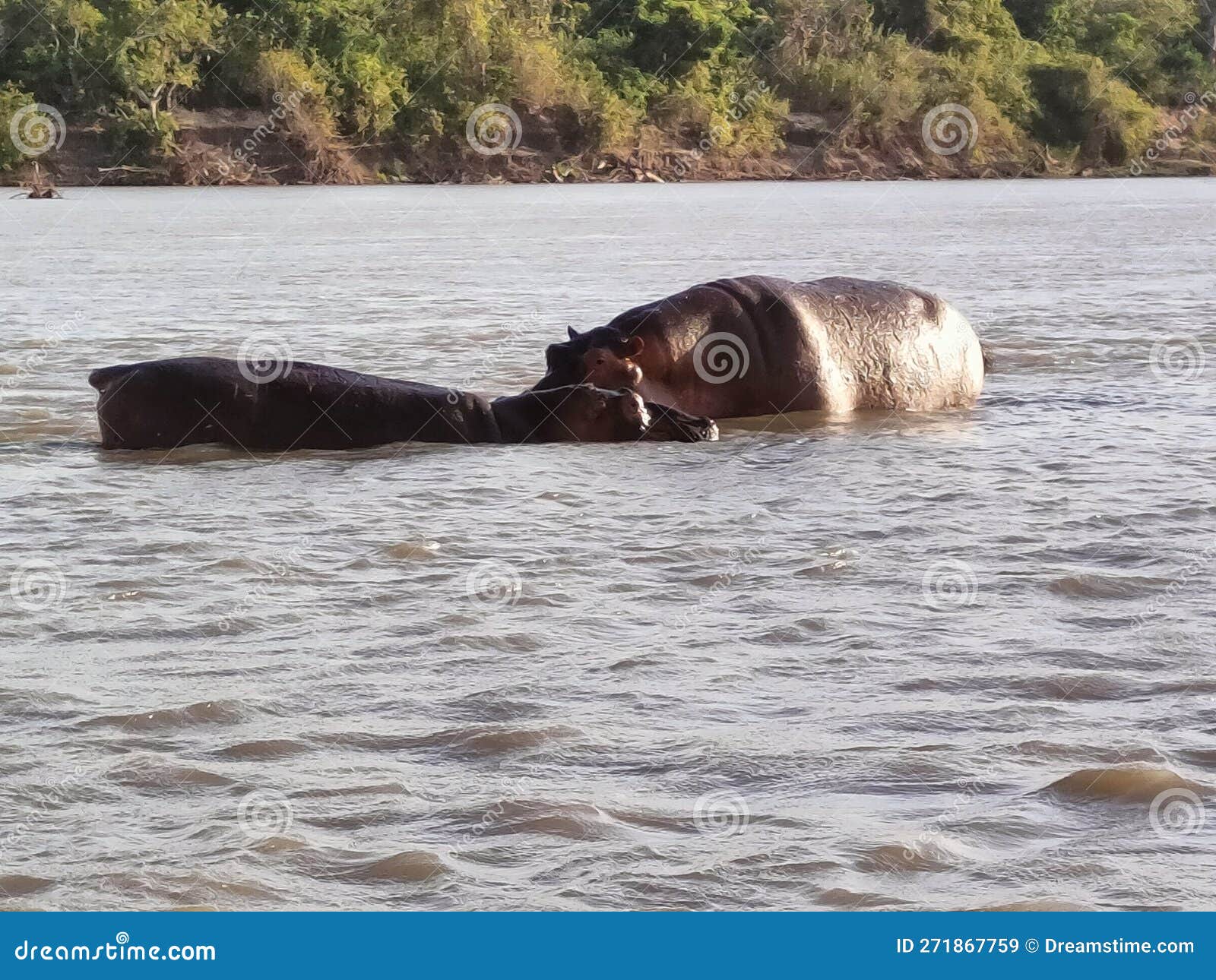 Tanzanie stock image. Image of hippo, seal, adventure - 271867759