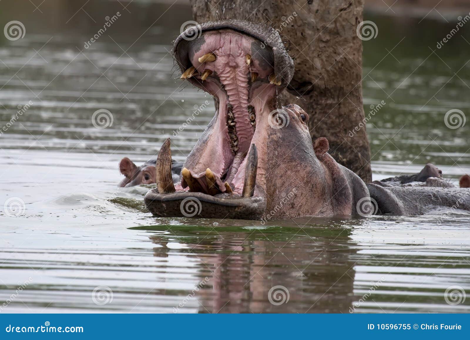 Hippo Yawn stock image. Image of stream, mammal, strong - 10596755